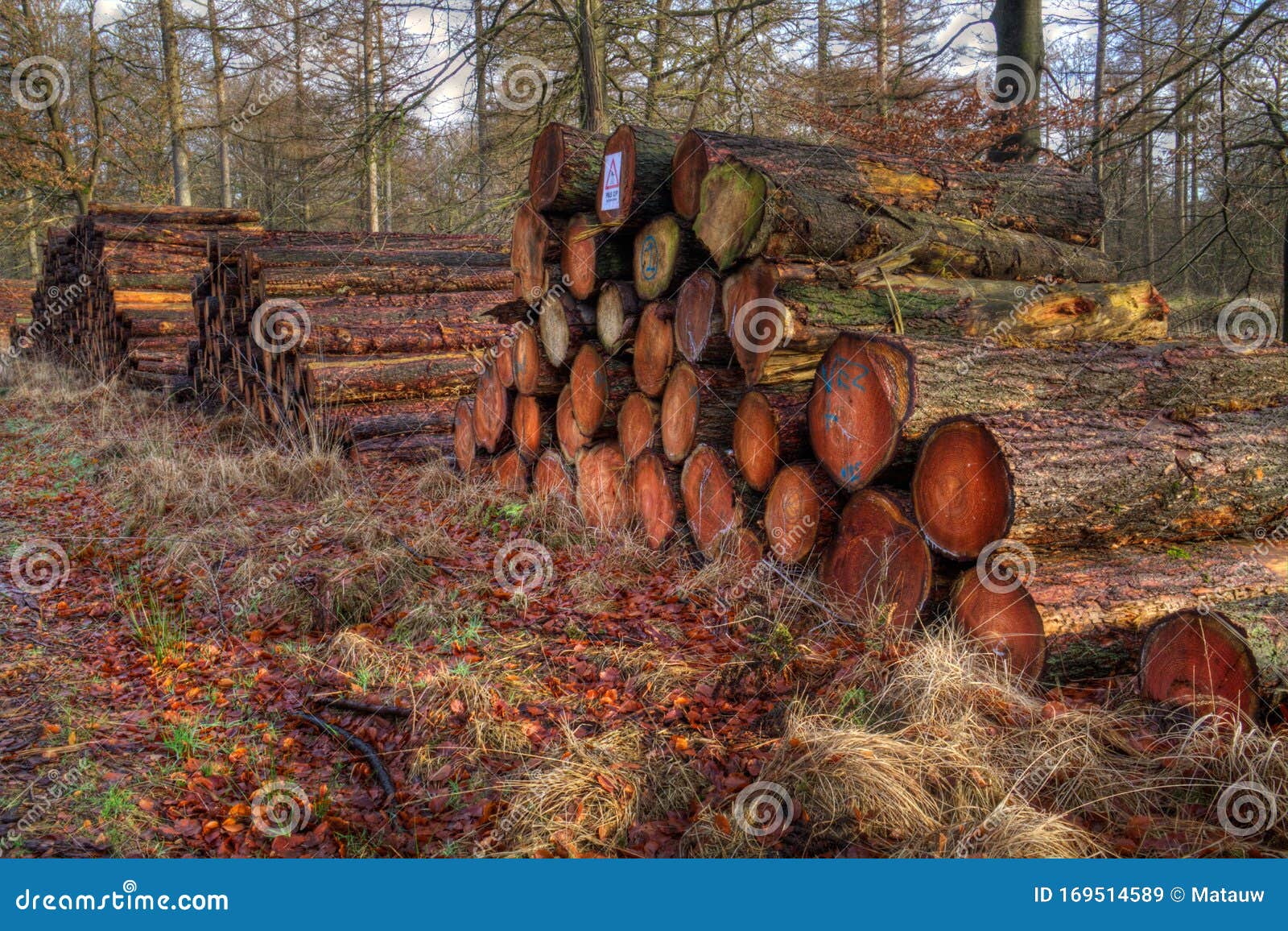 Piles of Tree Stems in Forest Stock Image - Image of pile, freight ...