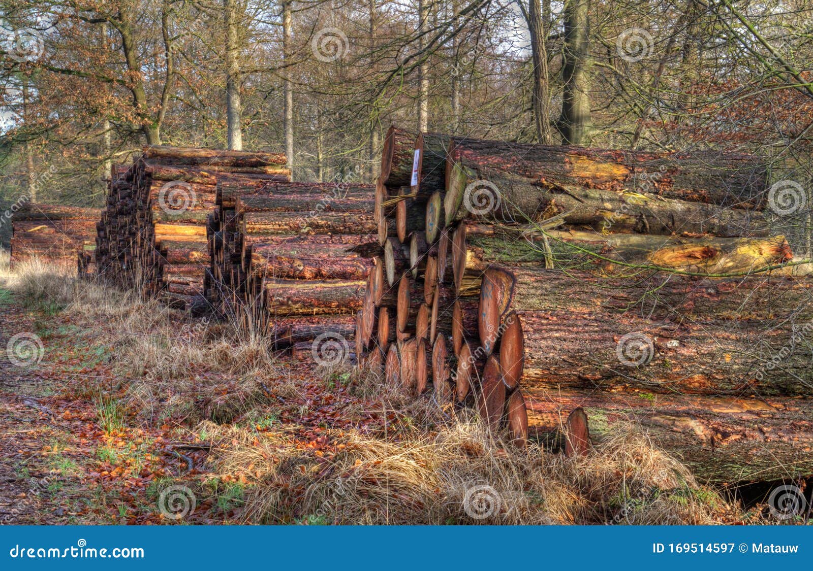 Piles of Tree Stems in Forest Stock Image - Image of piled, pine: 169514597