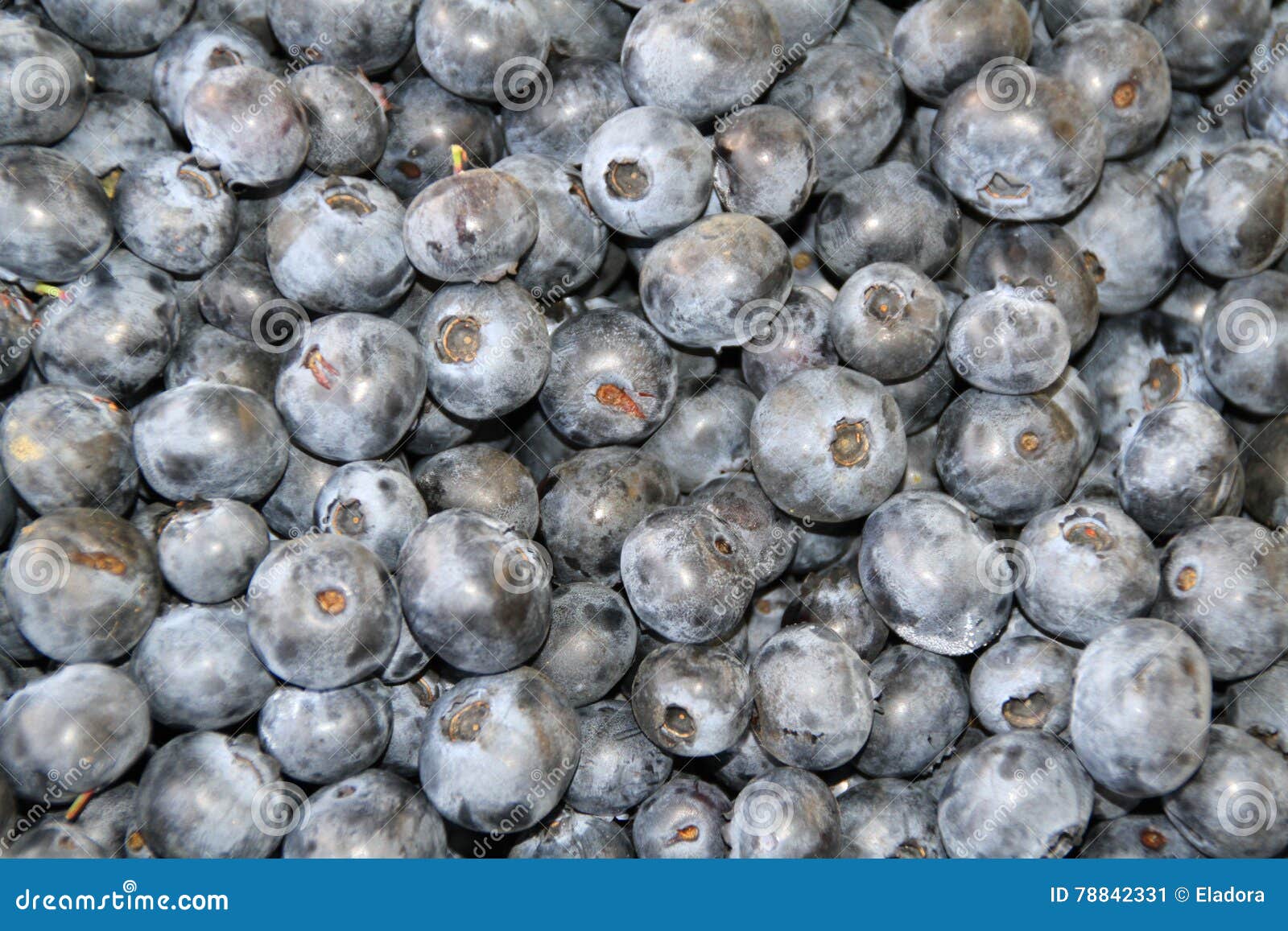 Harvest of Fresh Acai Berries Stock Image - Image of blueberry, farmer ...