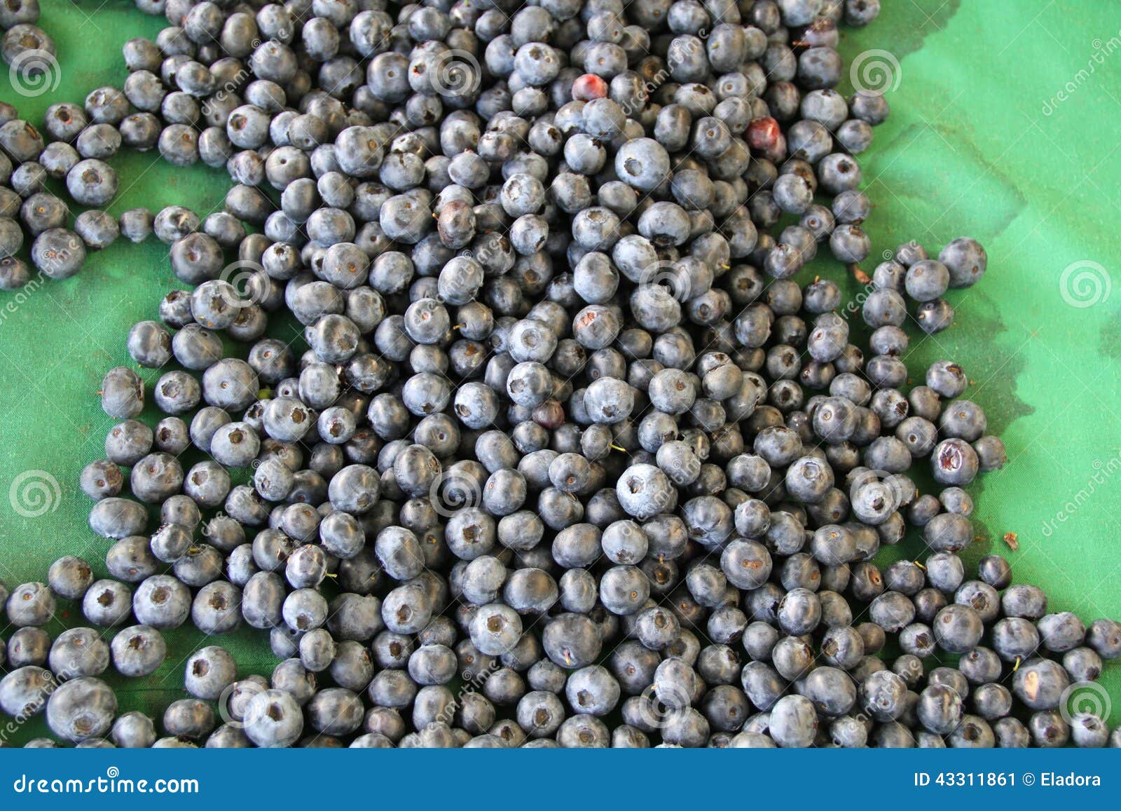 Harvest of Fresh Acai Berries Stock Image - Image of organic, palm ...