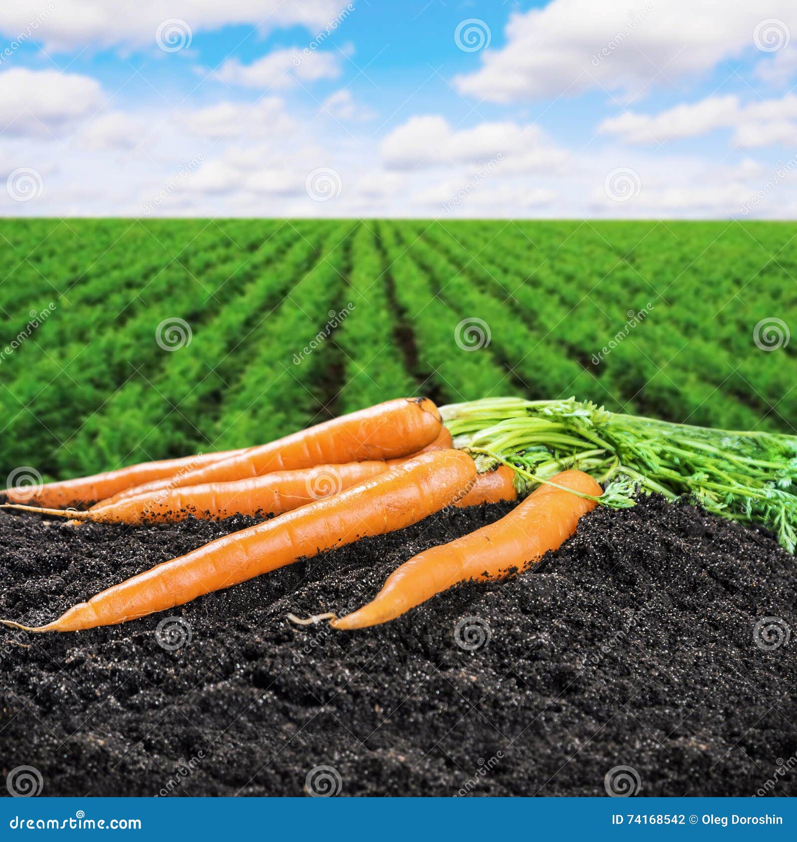 Harvest Fresh Carrots on the Ground Stock Photo - Image of clouds ...