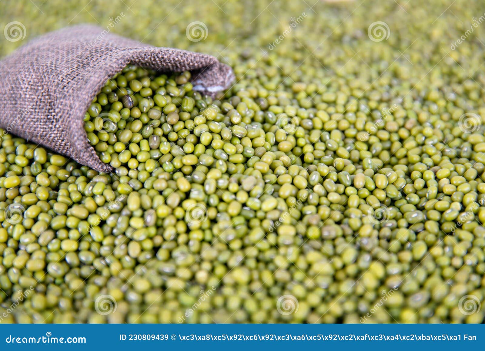 Harvest of Fresh Mung Beans Stock Image - Image of objects, export ...