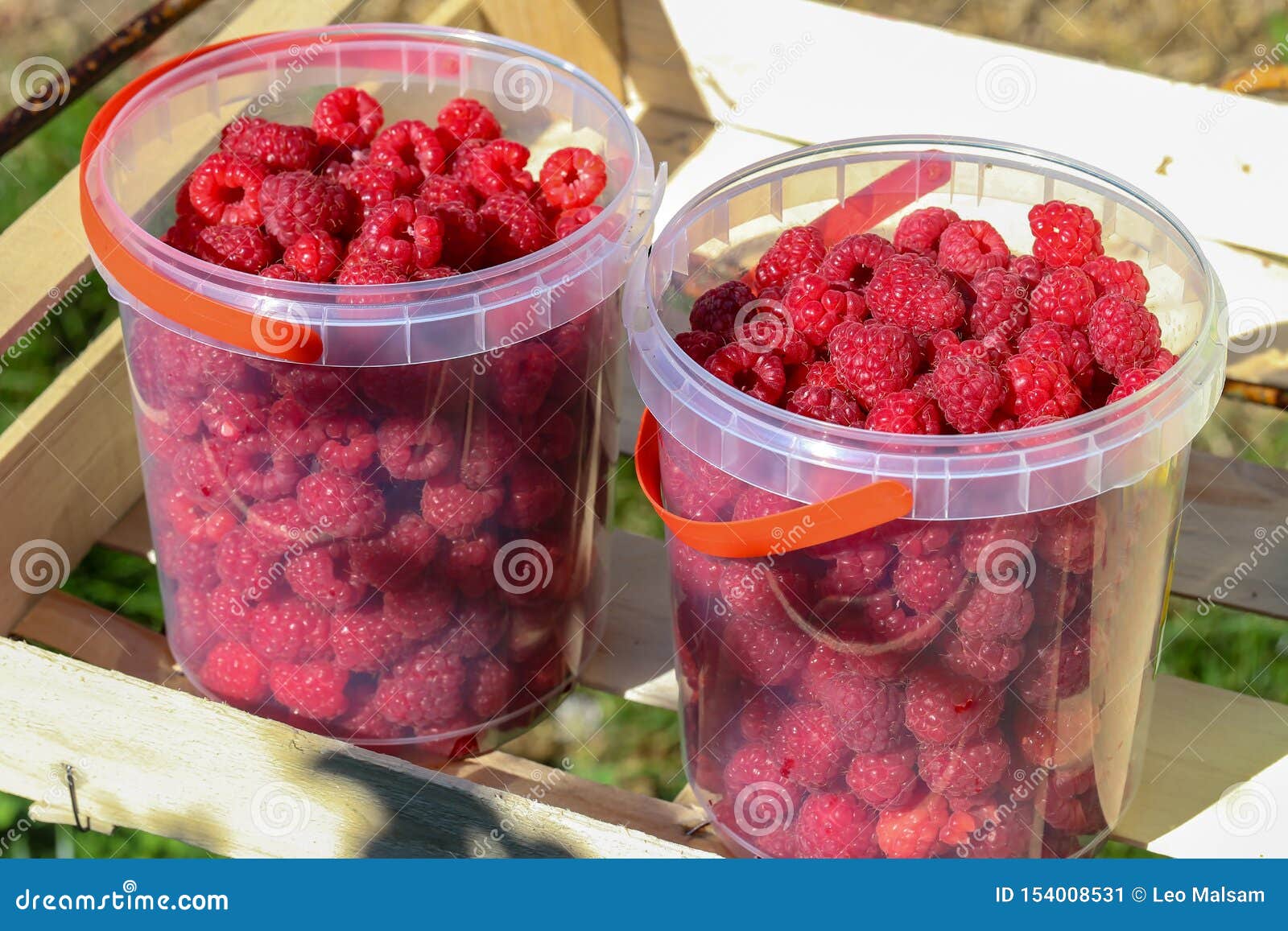 Harvest Fresh Raspberries in July Stock Image - Image of concept, berry ...