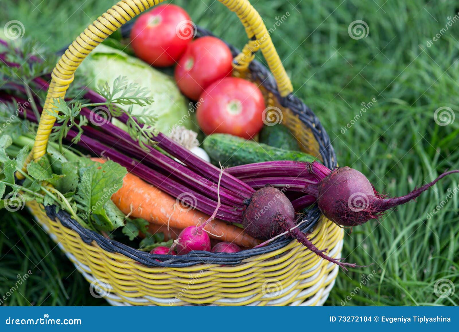 Harvest of Fresh Vegetables Stock Photo - Image of garden, group: 73272104