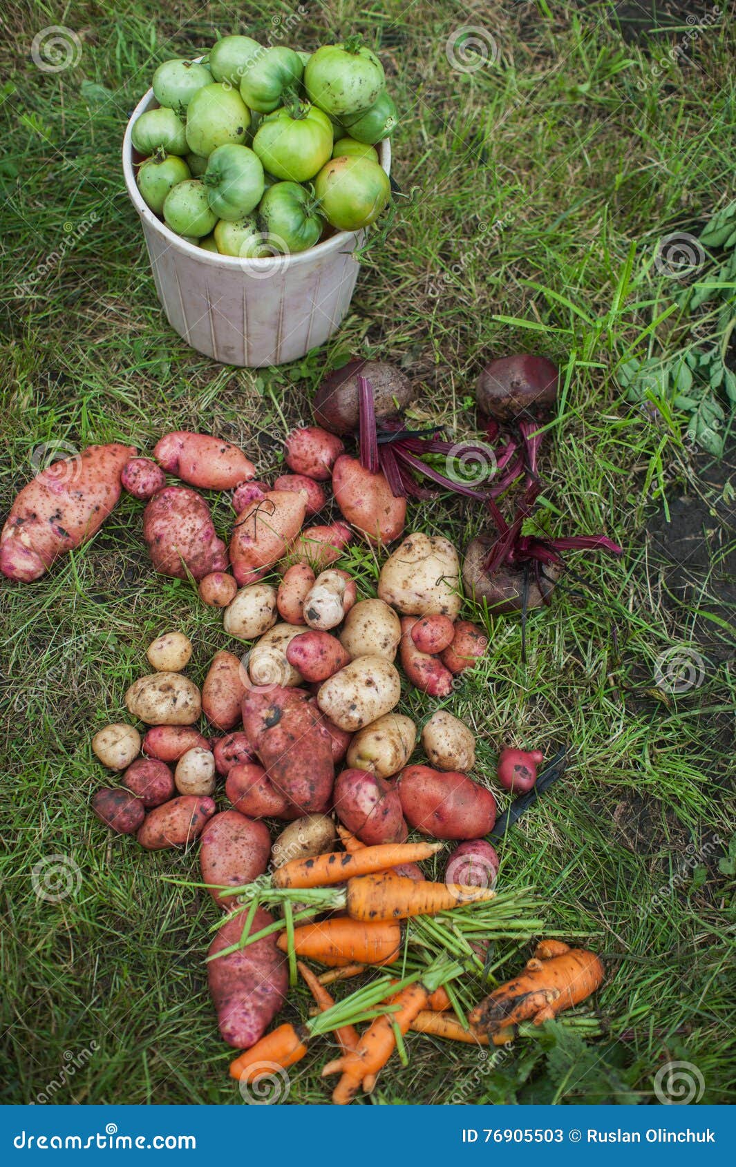 Harvest of Fresh Vegetables Stock Image - Image of color, natural: 76905503