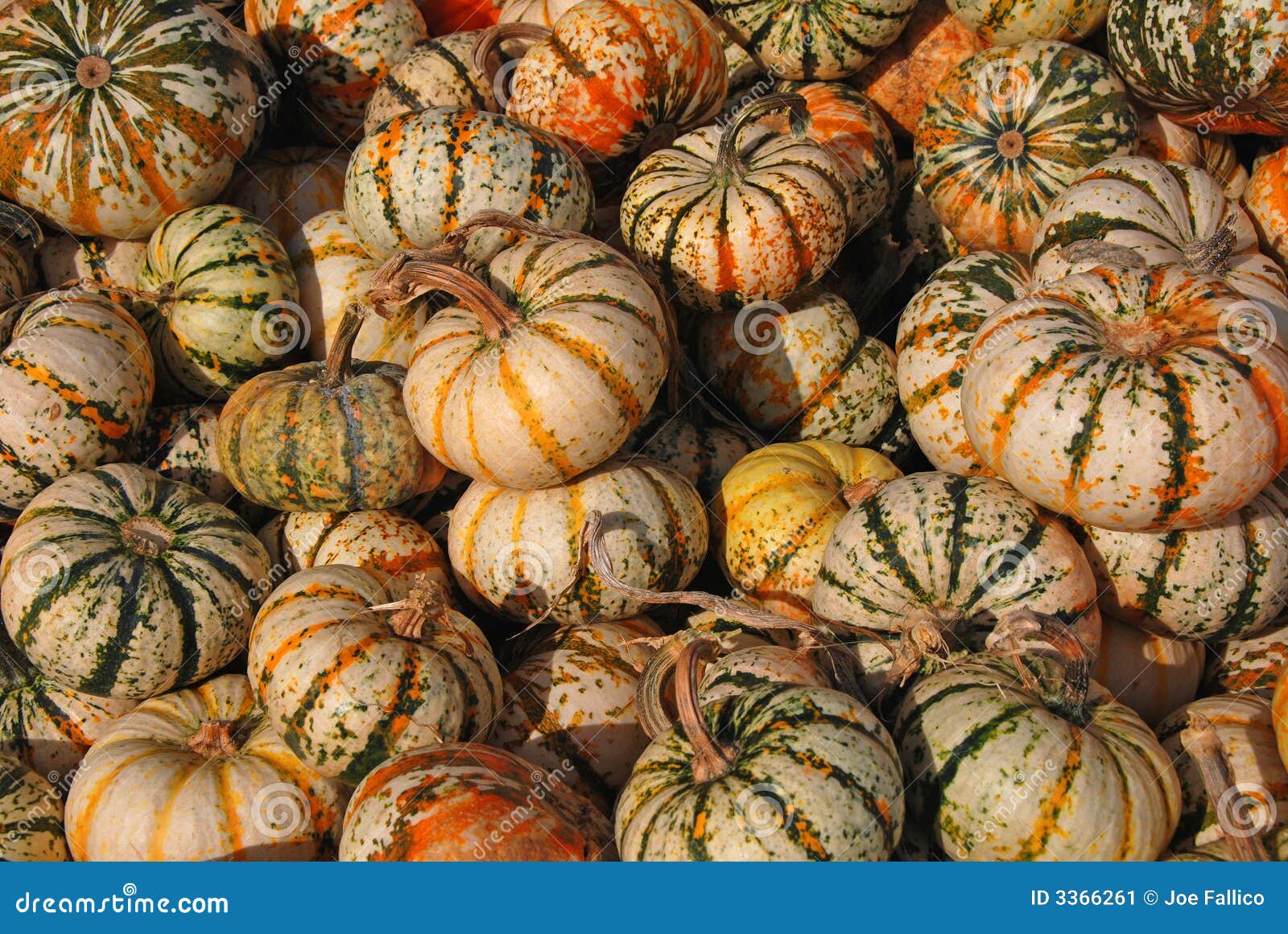 Harvest Gourds stock image. Image of october, seasonal - 3366261