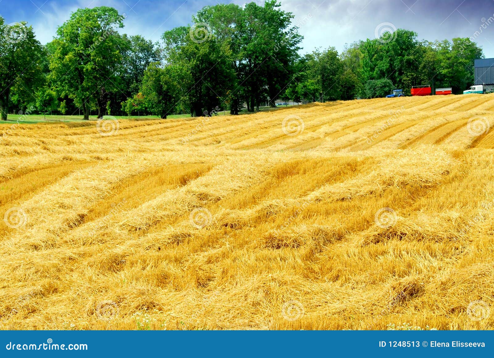 Harvest grain field stock image. Image of landscape, agricultural - 1248513