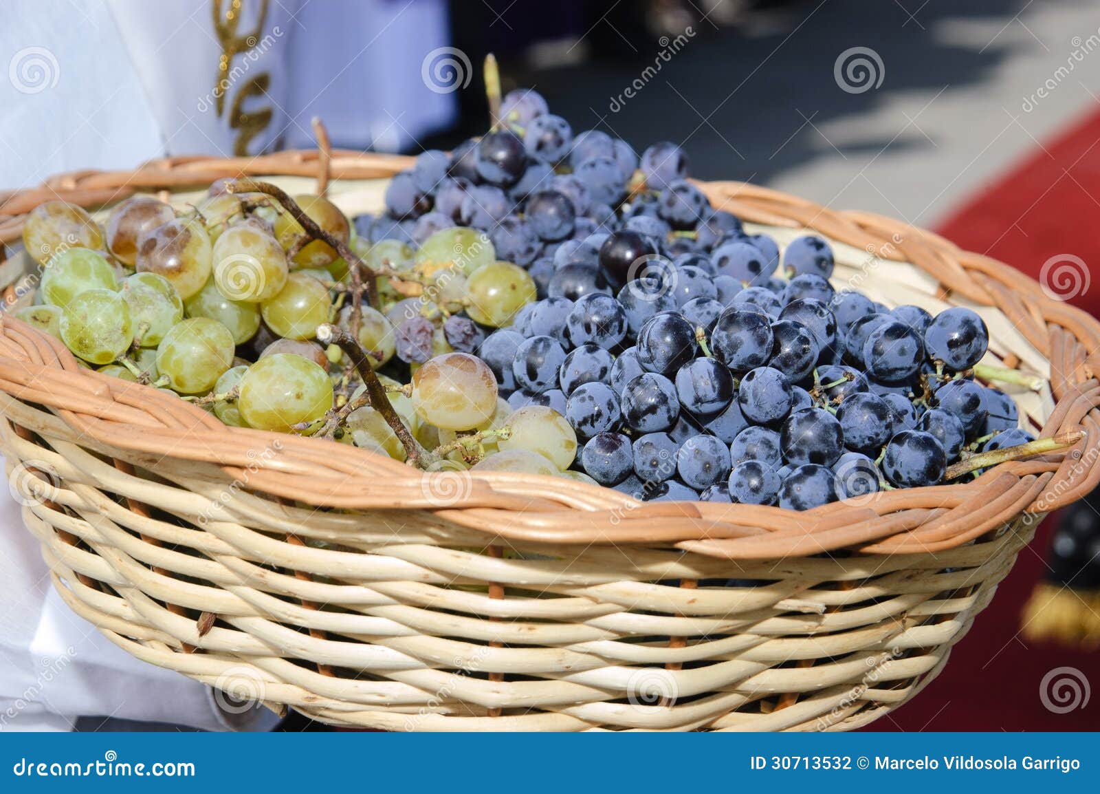 Harvest of grapes stock photo. Image of grape, making - 30713532