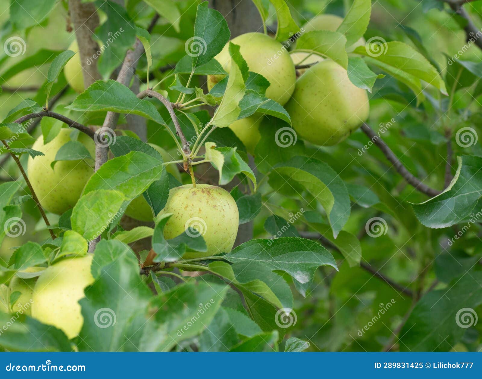 Harvest of Green Apples, Fruits on the Tree Stock Image - Image of ripe ...