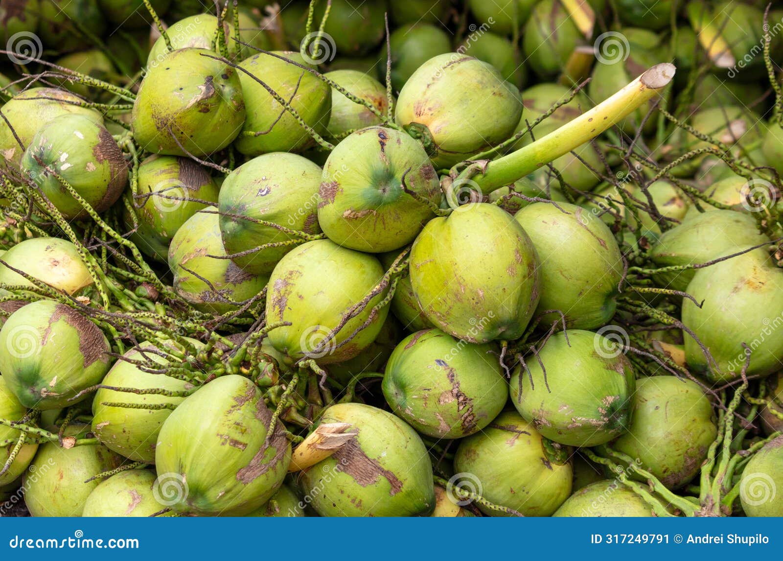 Harvest of Green Coconut Nuts As Background Stock Image - Image of ...