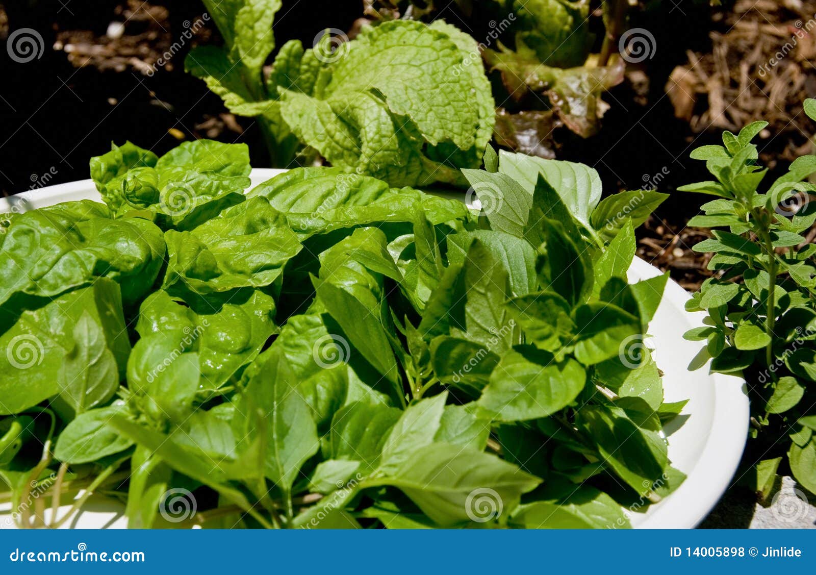 Harvest Herbs from a Garden Stock Photo - Image of fresh, cooking: 14005898