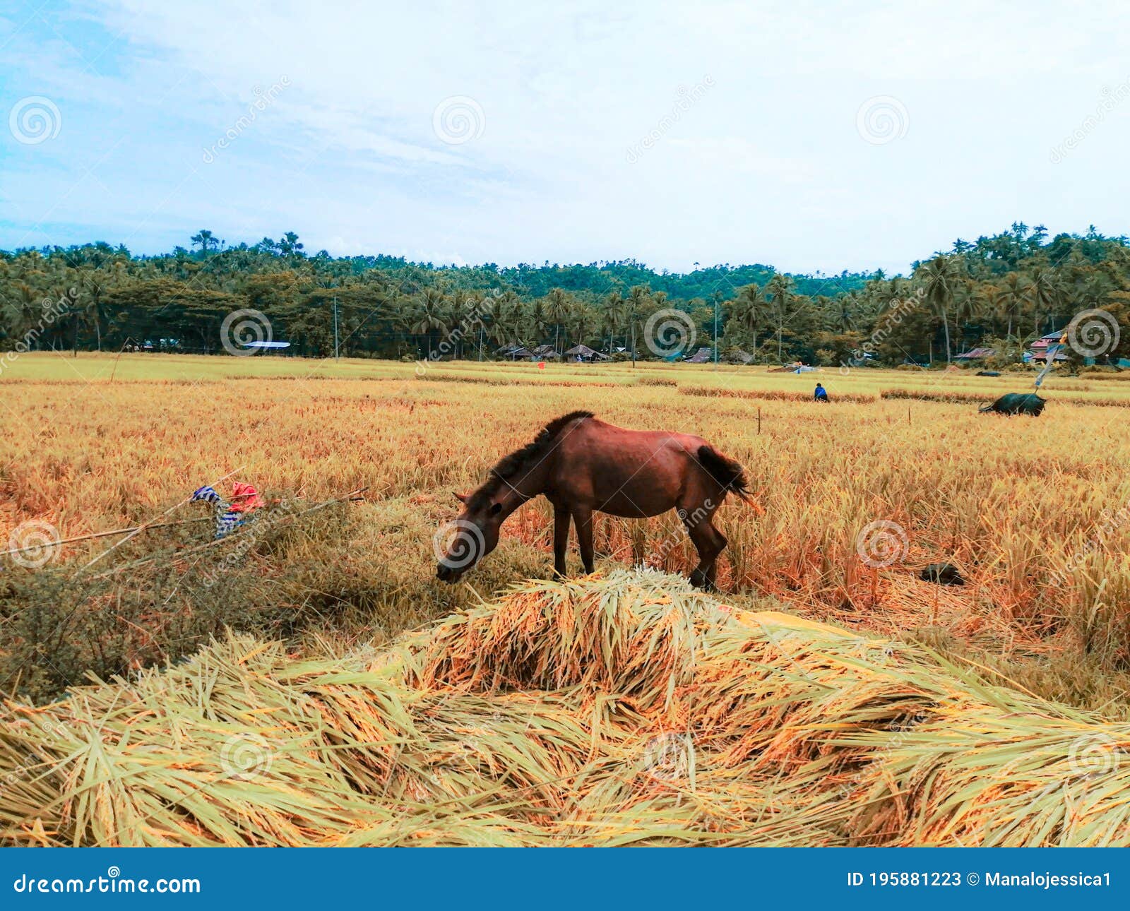 Harvest and Horses stock image. Image of animal, harvest - 195881223
