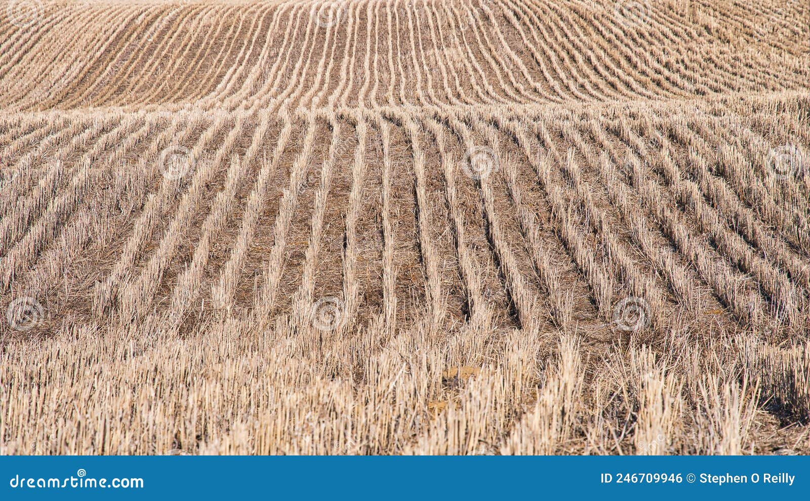 After he harvest stock photo. Image of crops, empty - 246709946