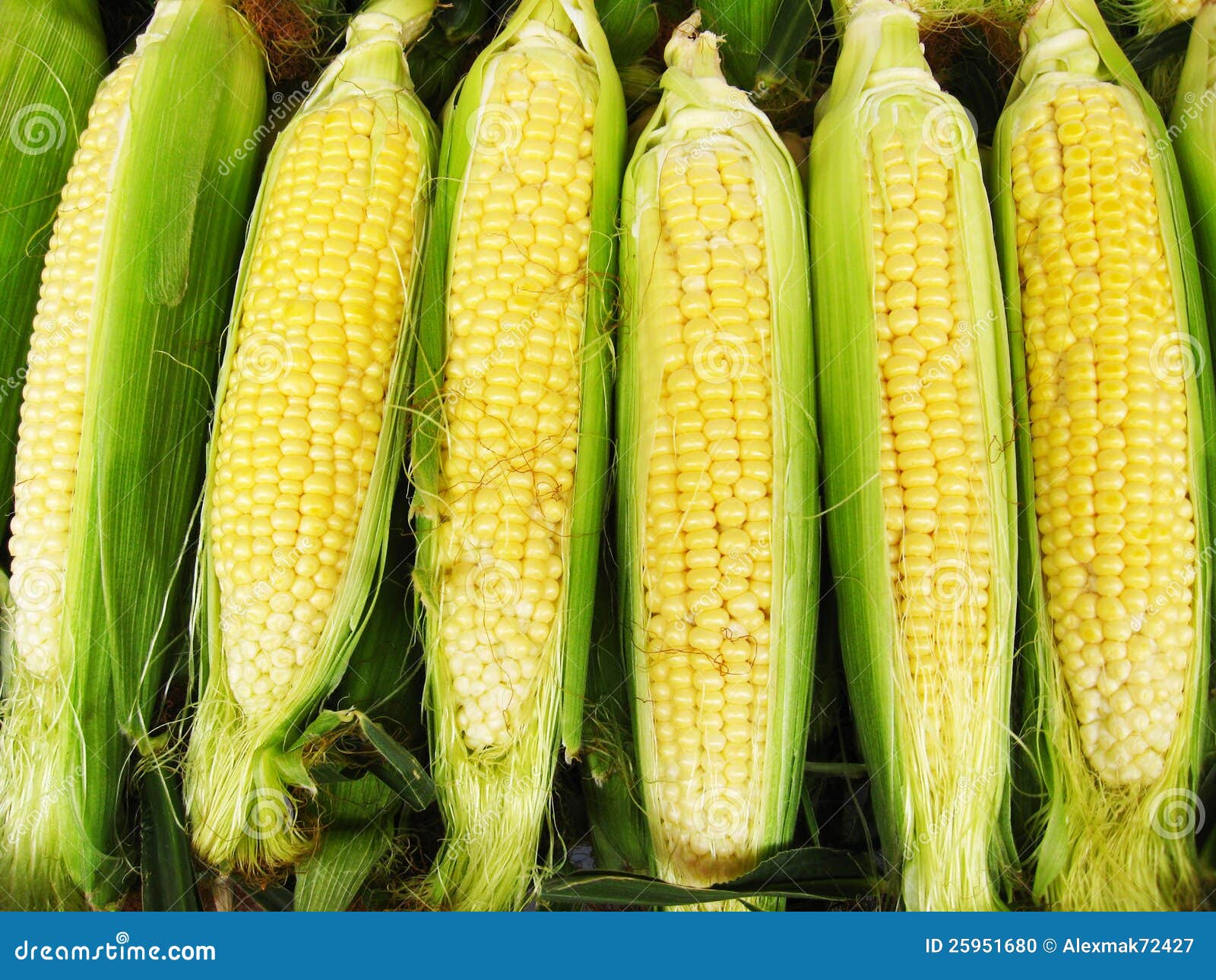 Harvest of a maize stock photo. Image of healthy, registration - 25951680