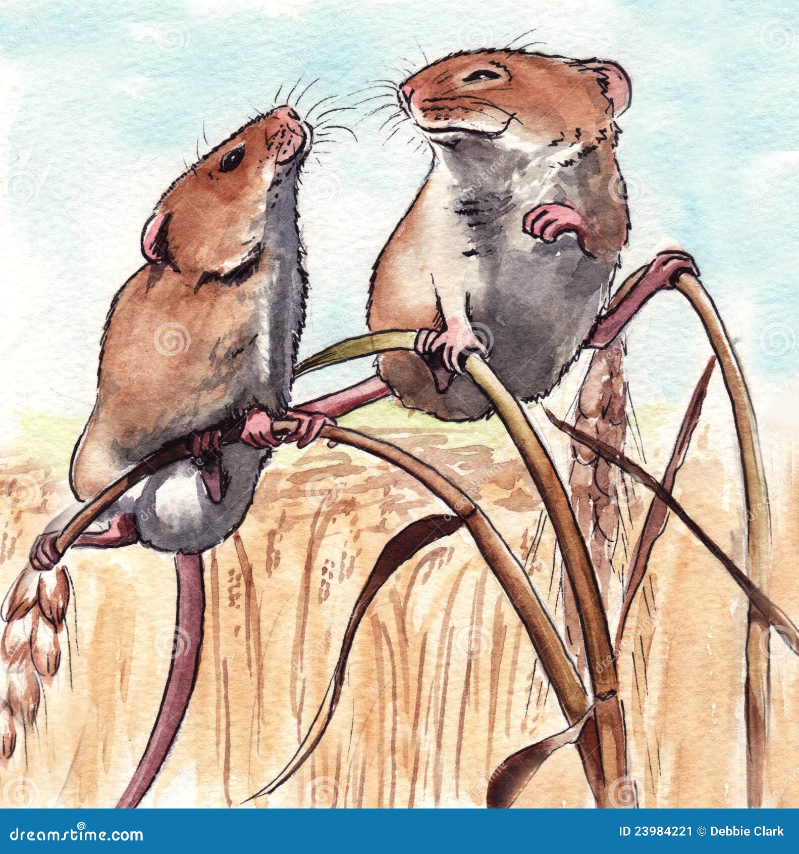 Harvest Mice stock illustration. Illustration of harvest - 23984221