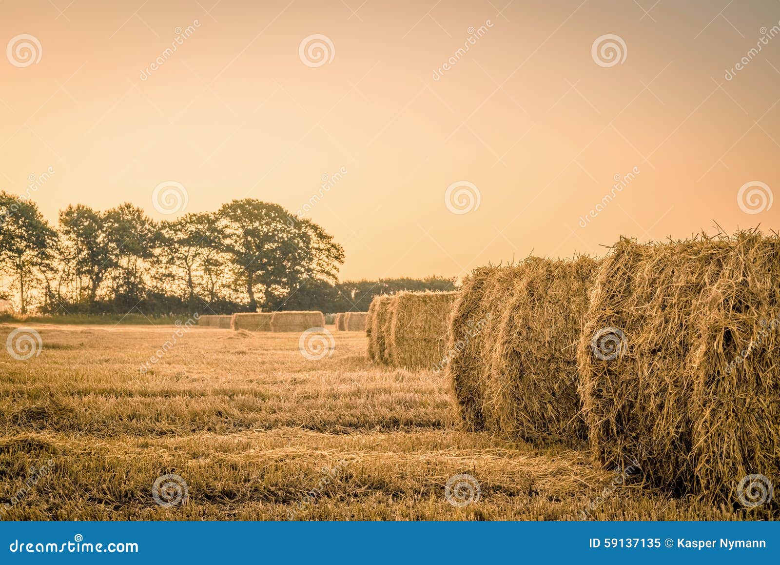 Harvest in the morning stock image. Image of environment - 59137135