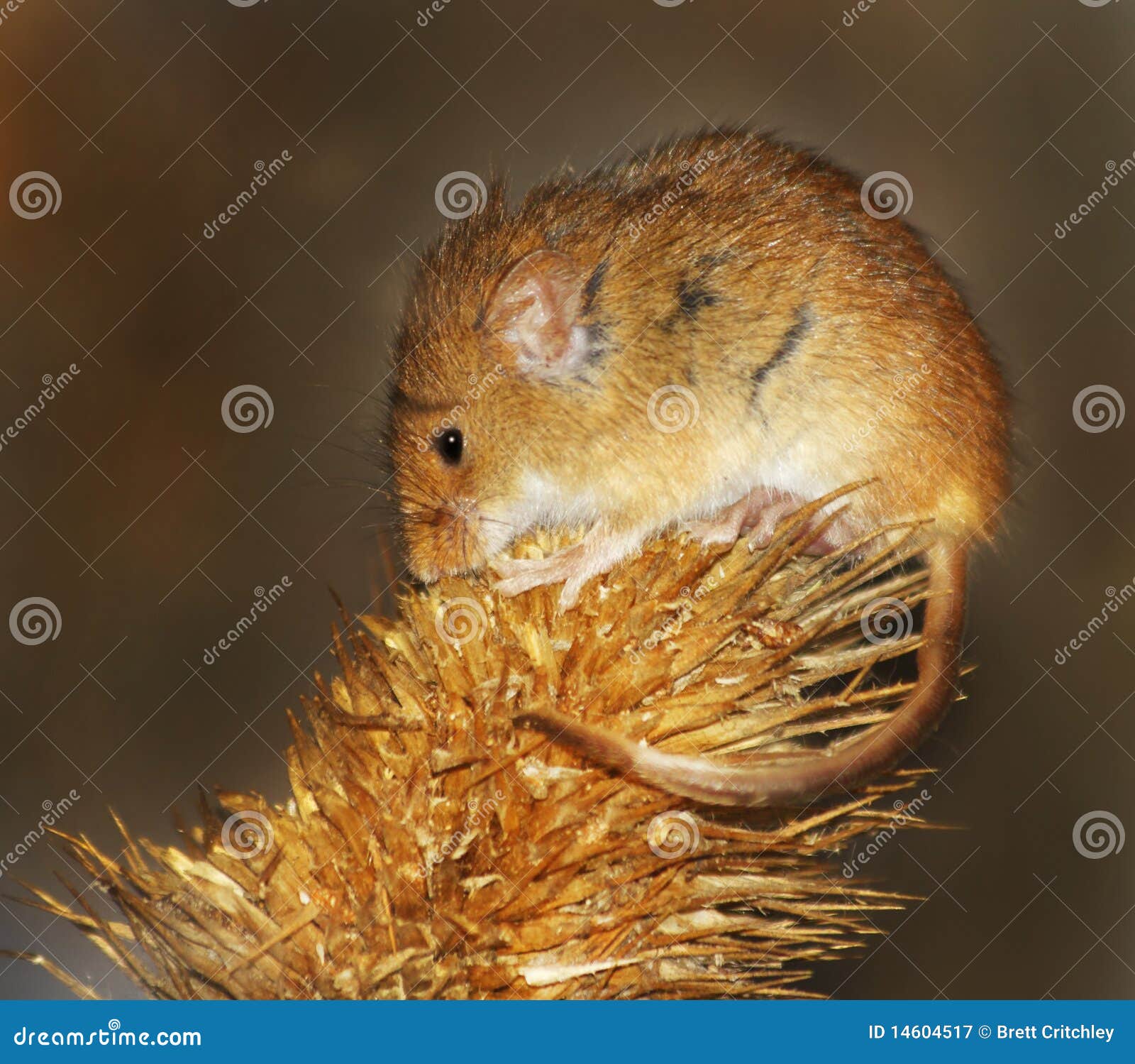 Harvest mouse stock image. Image of harvest, tiny, festival - 14604517