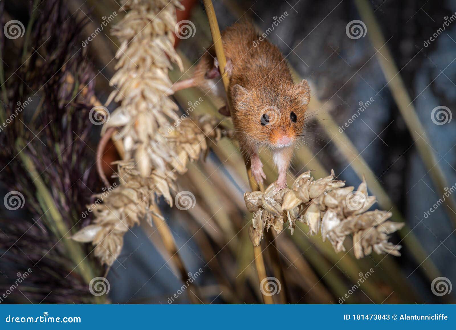 Harvest mouse on corn stock image. Image of small, nature - 181473843