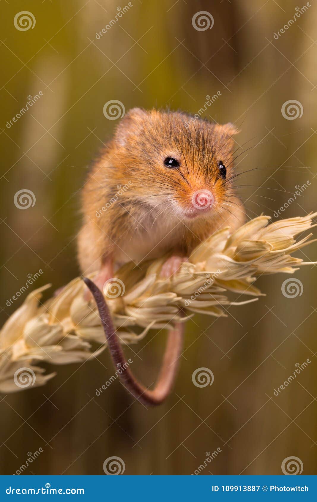 Harvest Mouse with Curly Tail Stock Image - Image of mice, wheat: 109913887