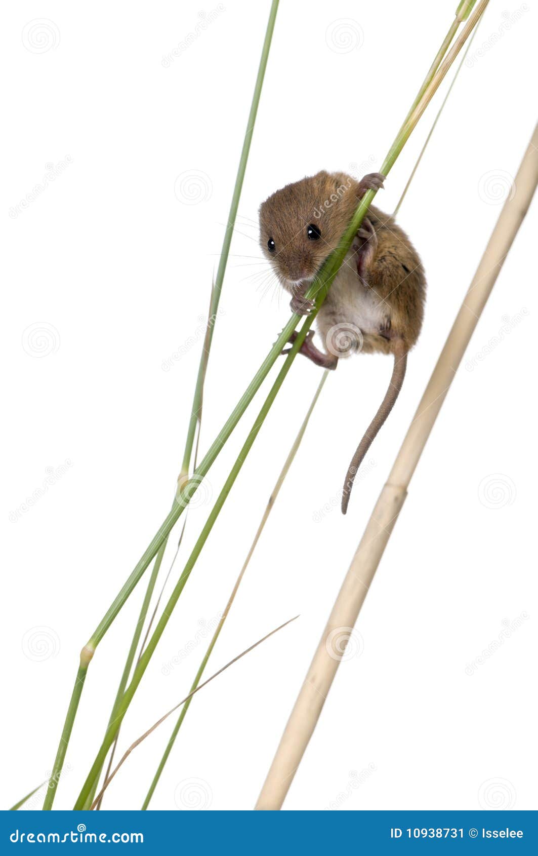 Harvest Mouse in Front of a White Background Stock Image - Image of ...