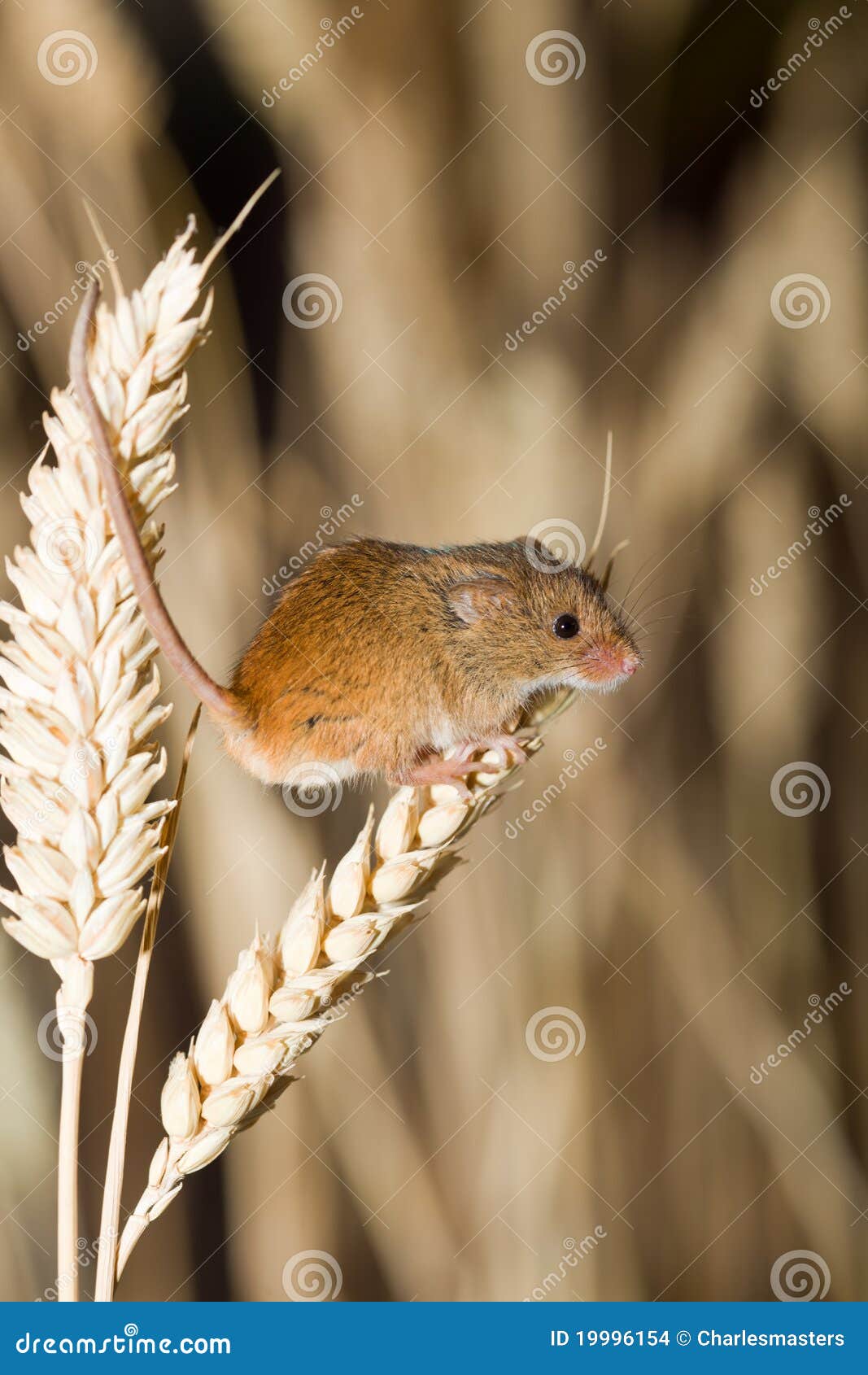 A Harvest Mouse in Its Natural Habitat Stock Photo - Image of rodent ...