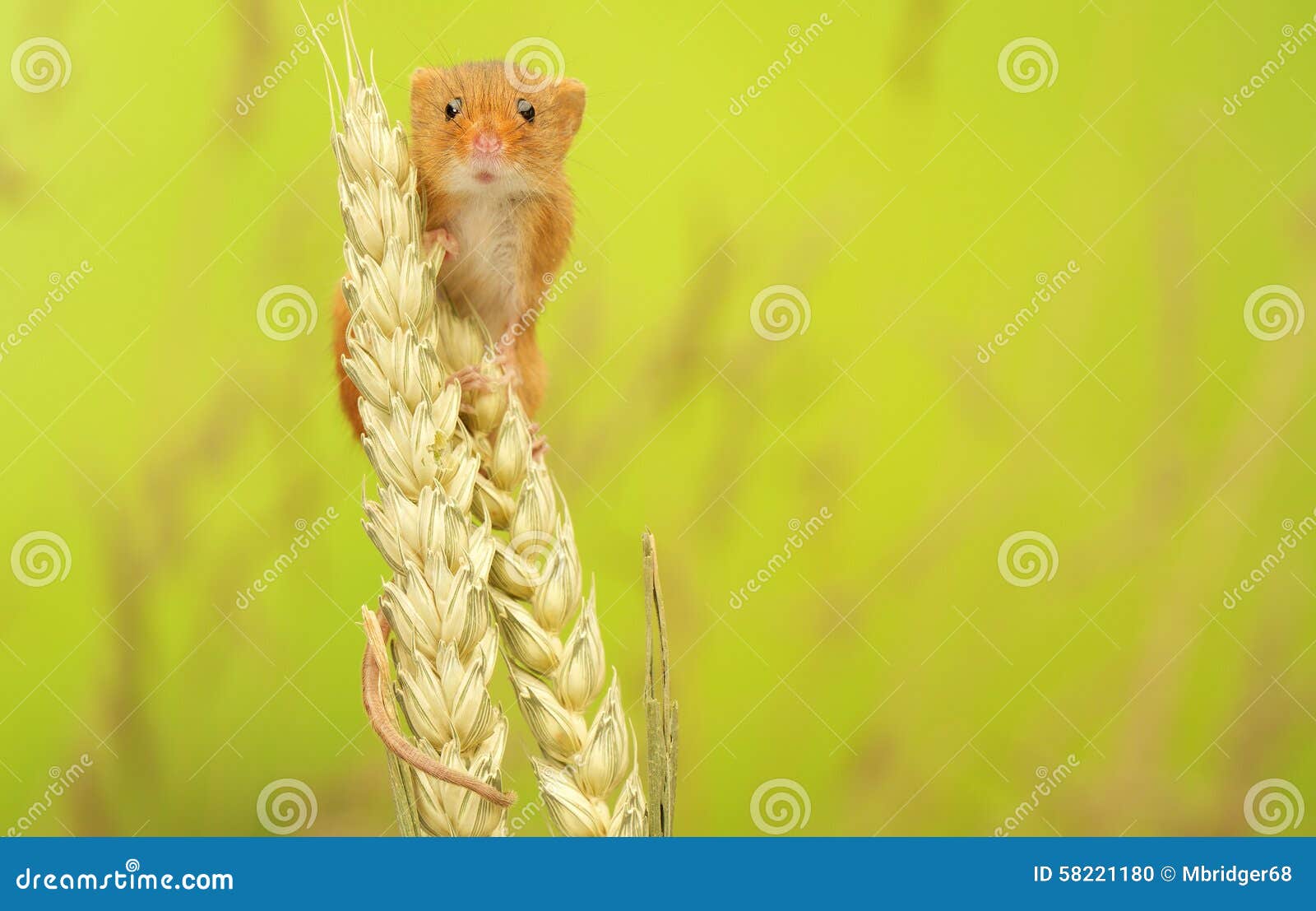 Harvest mouse stock photo. Image of nature, british, fluffy - 58221180