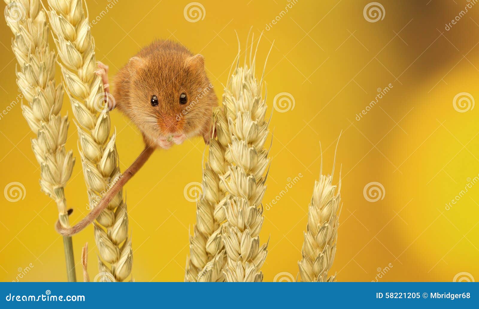 Harvest mouse stock image. Image of background, colorful - 58221205
