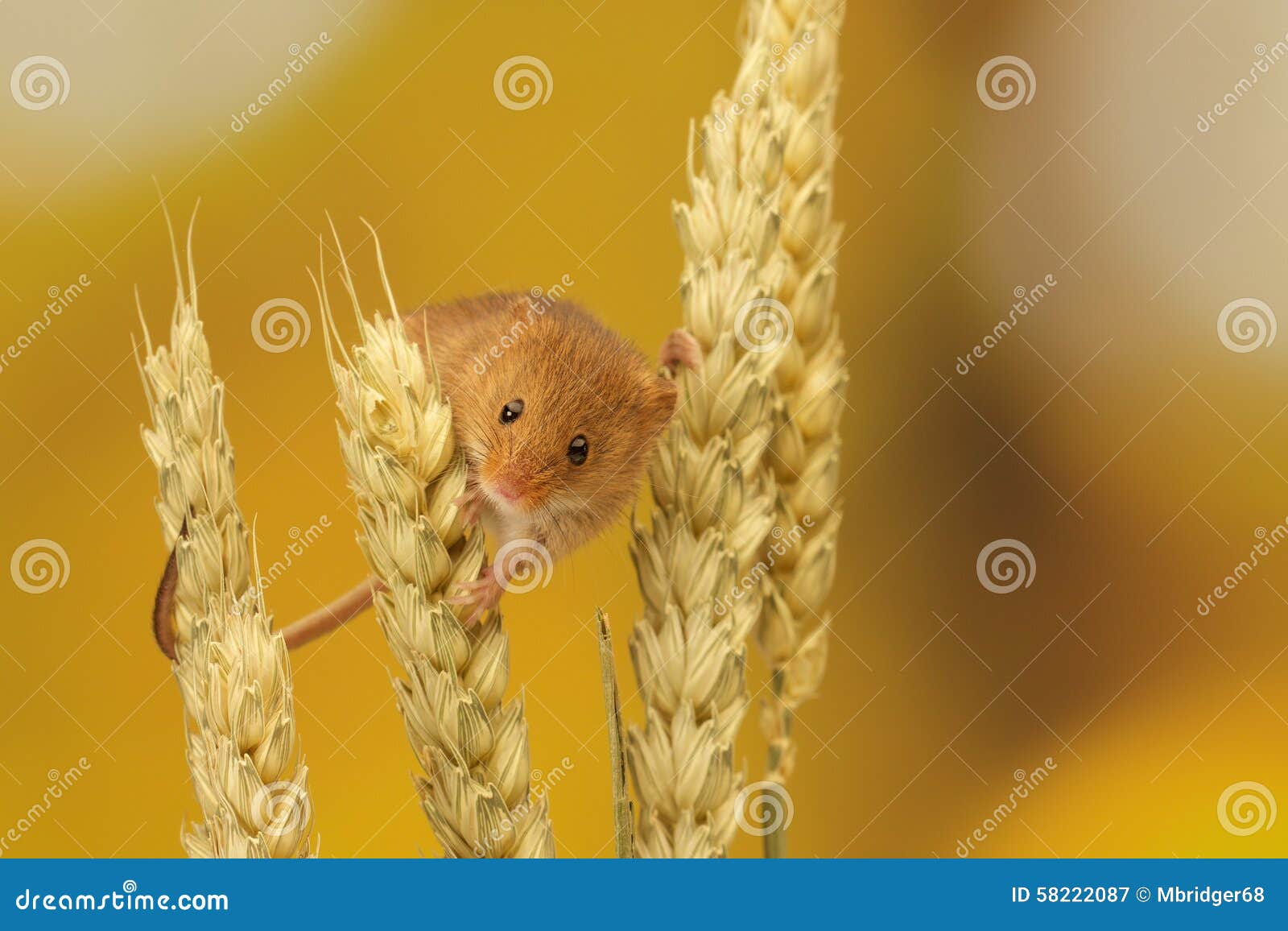 Harvest mouse stock image. Image of cheese, mammal, hair - 58222087