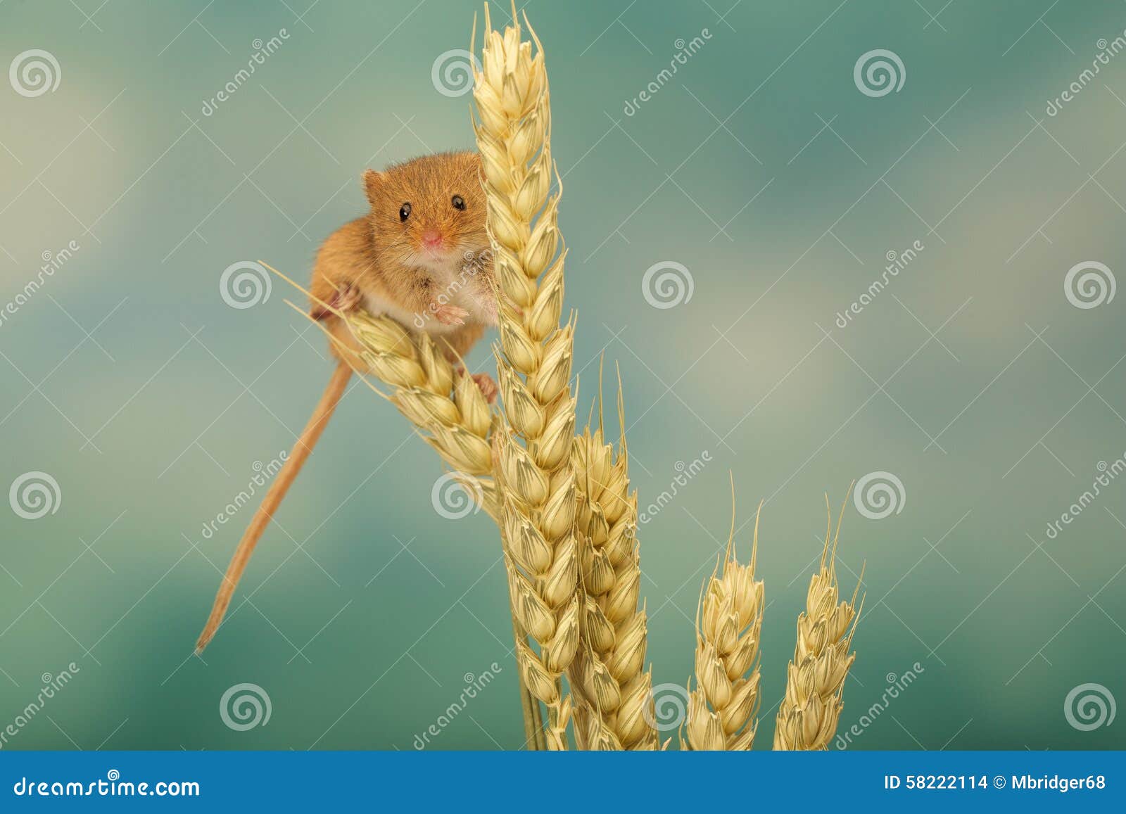 Harvest Mouse Sat On Hawthorn Branch Royalty-Free Stock Photo ...