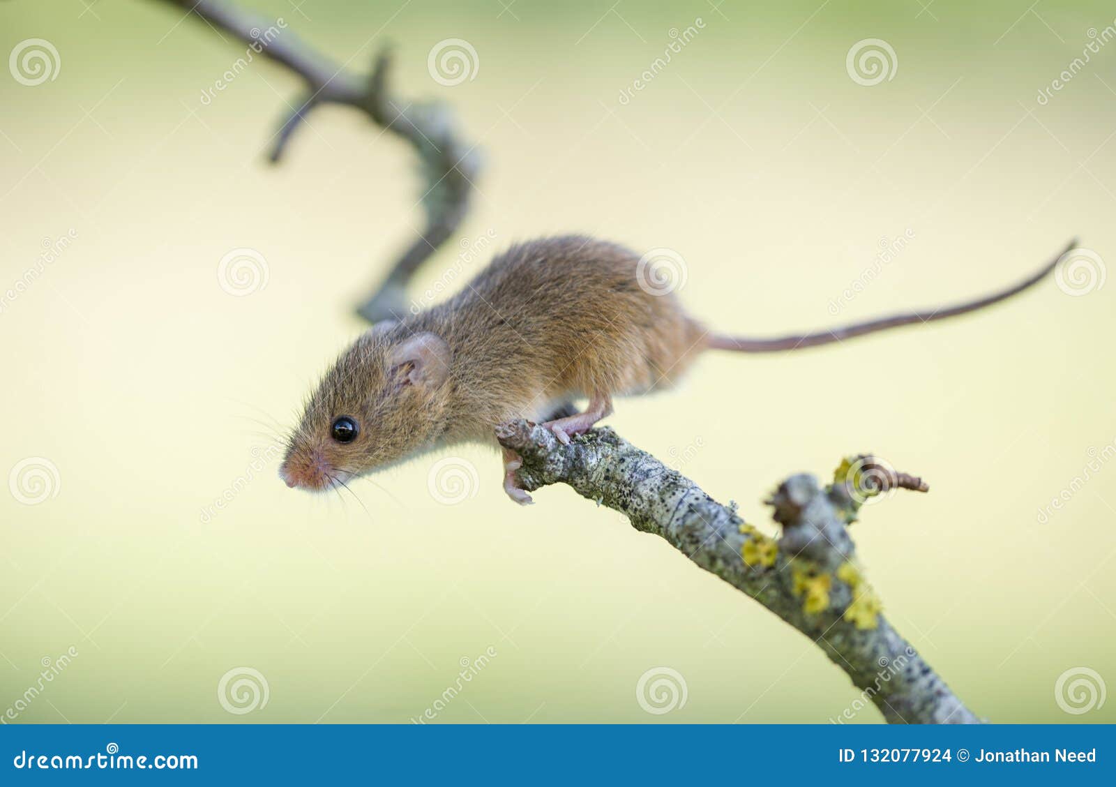 Harvest Mouse - Micromys Minutes Stock Photo - Image of wildlife ...