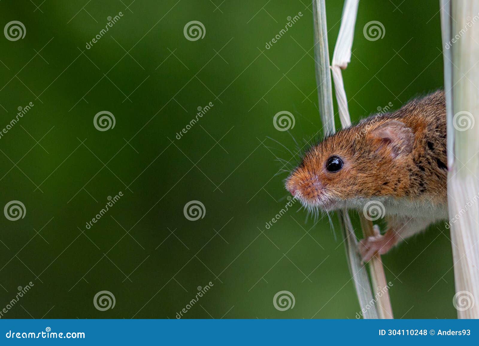 Harvest Mouse, Micromys Minutus, on Blades of Wheat Stock Photo - Image ...