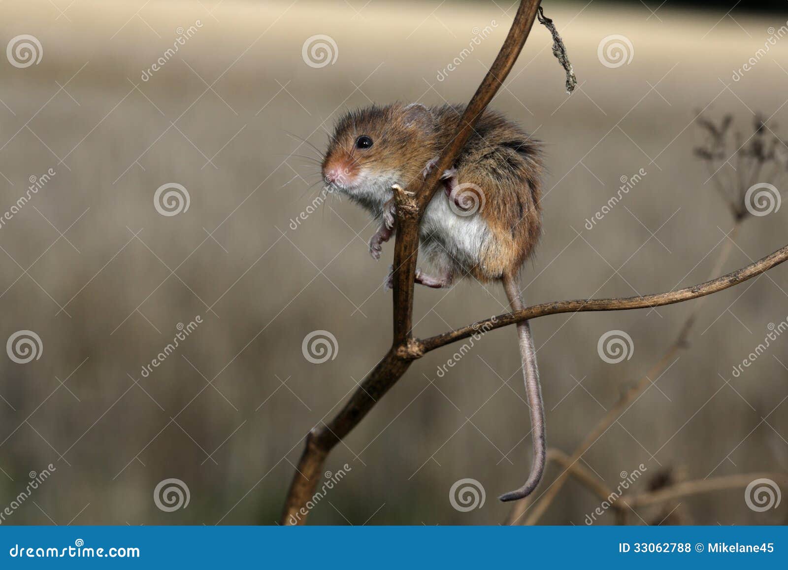 Harvest Mouse, Micromys Minutus Stock Photo - Image of mammal, harvest ...