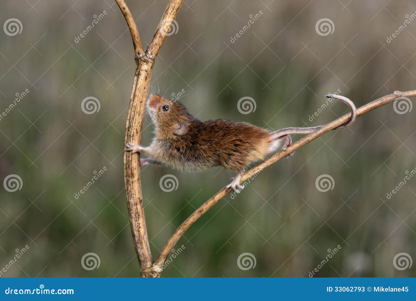 Harvest Mouse, Micromys Minutus Stock Image - Image of harvest, fauna ...