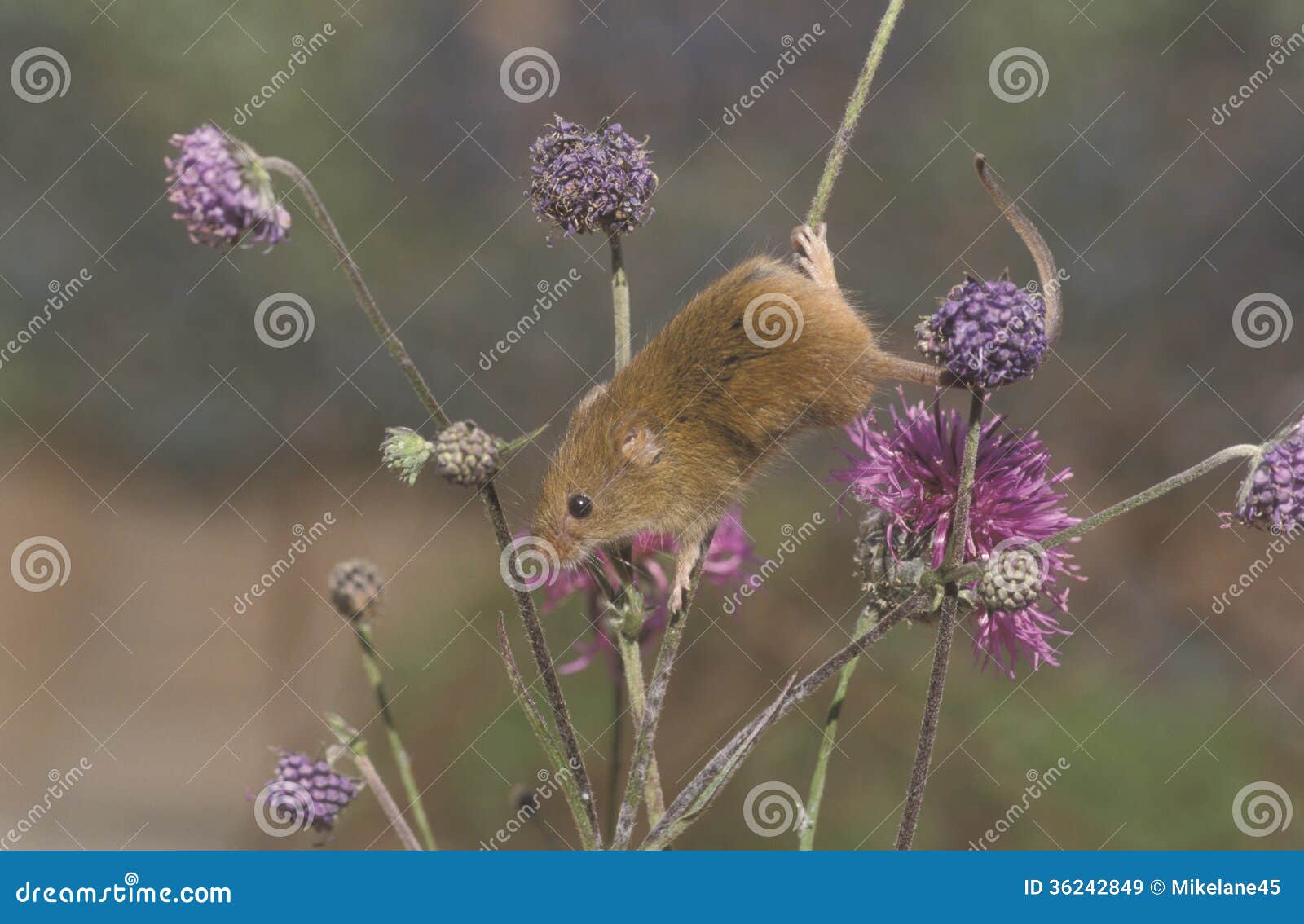 Mouse Pollinator Stock Photos - Free & Royalty-Free Stock Photos from ...
