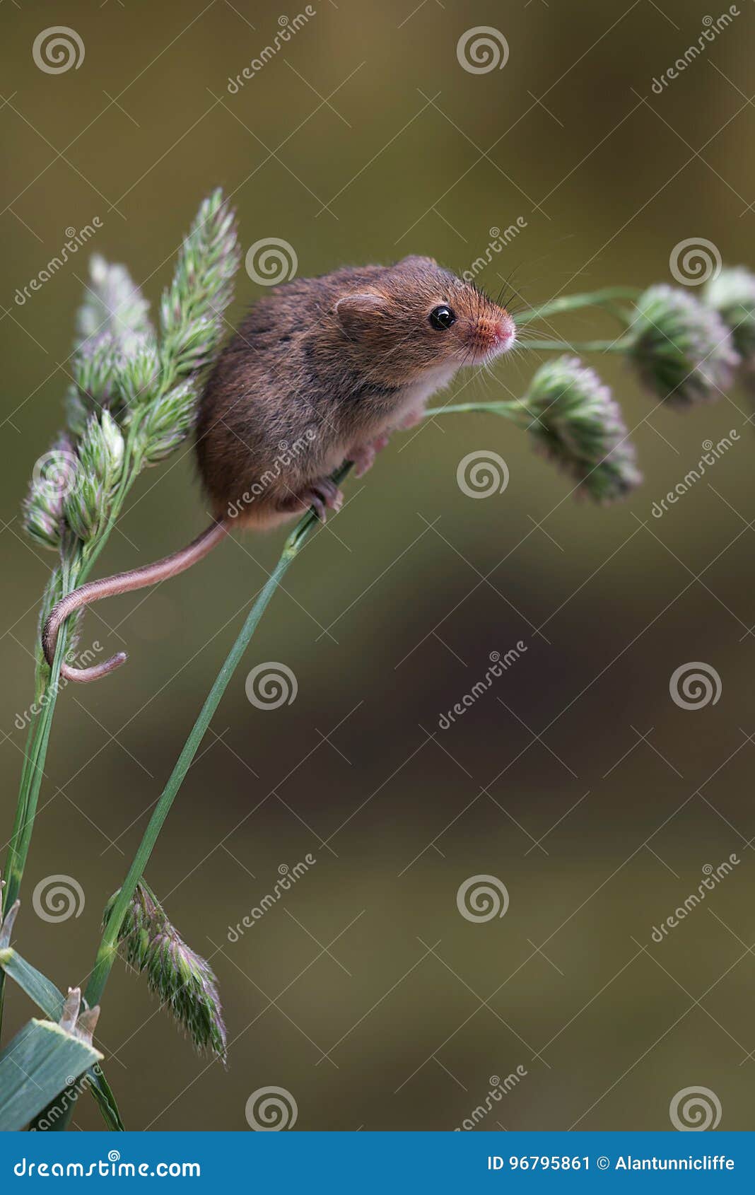 Harvest mouse stock image. Image of little, wildlife - 96795861