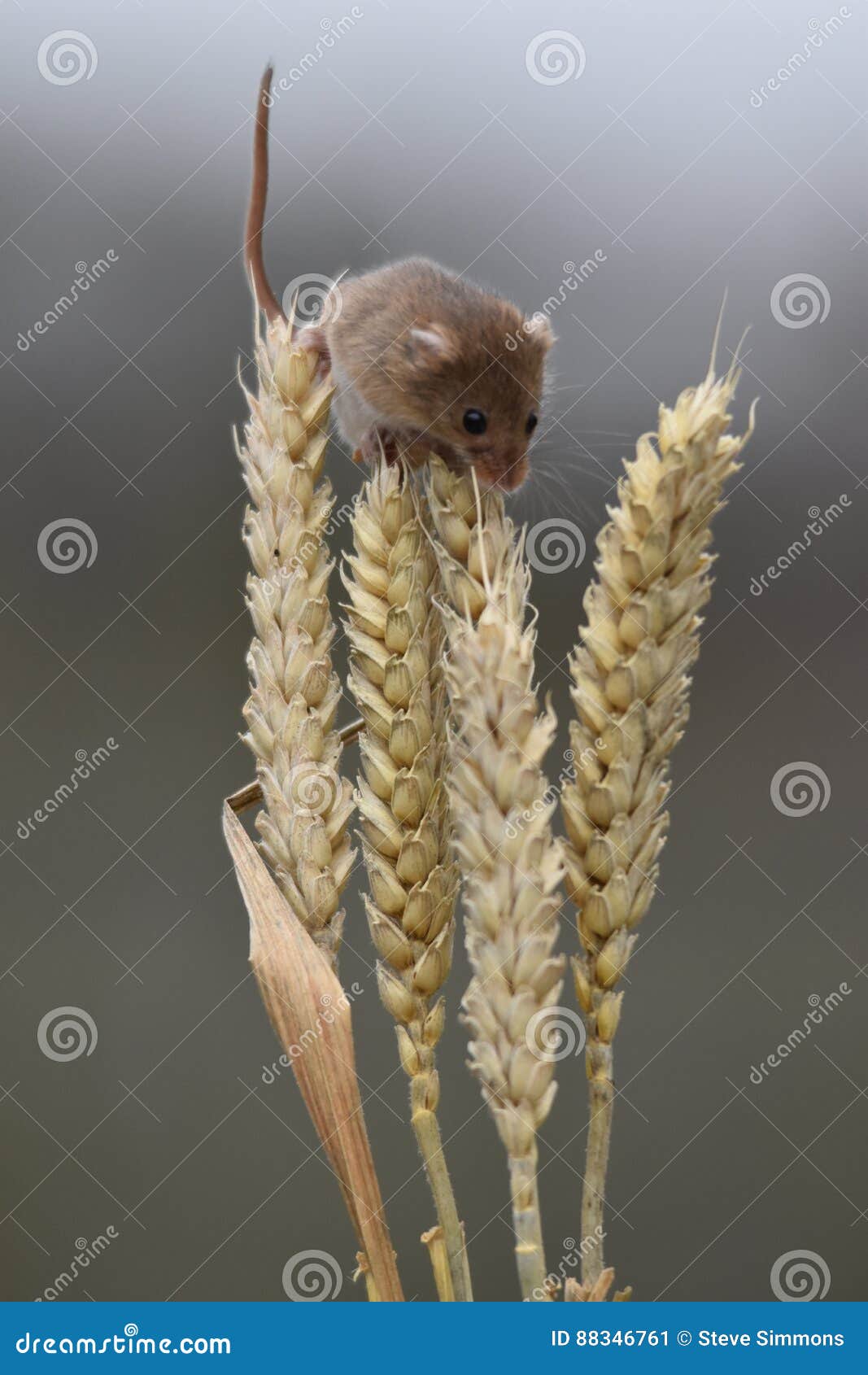 Harvest Mouse stock image. Image of wheat, head, beautiful - 88346761