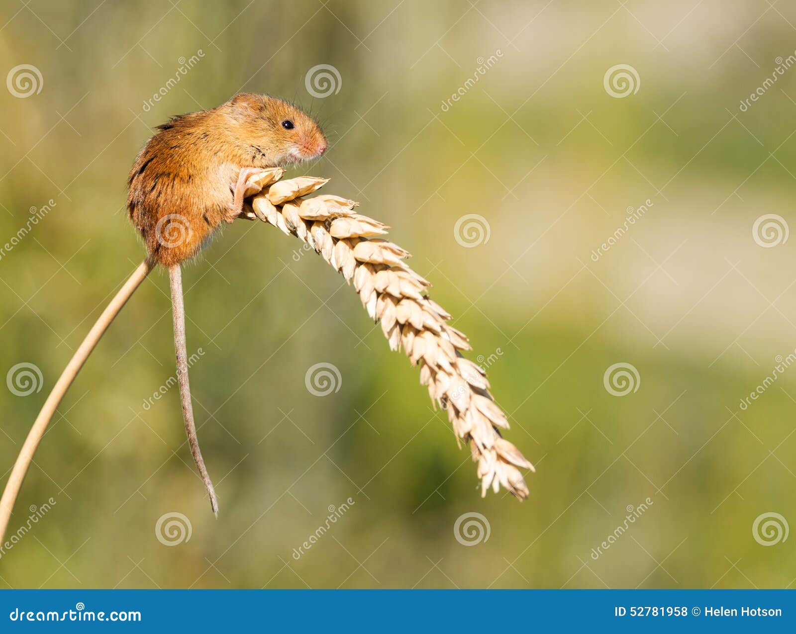 Harvest Mouse stock photo. Image of british, mammal, english - 52781958