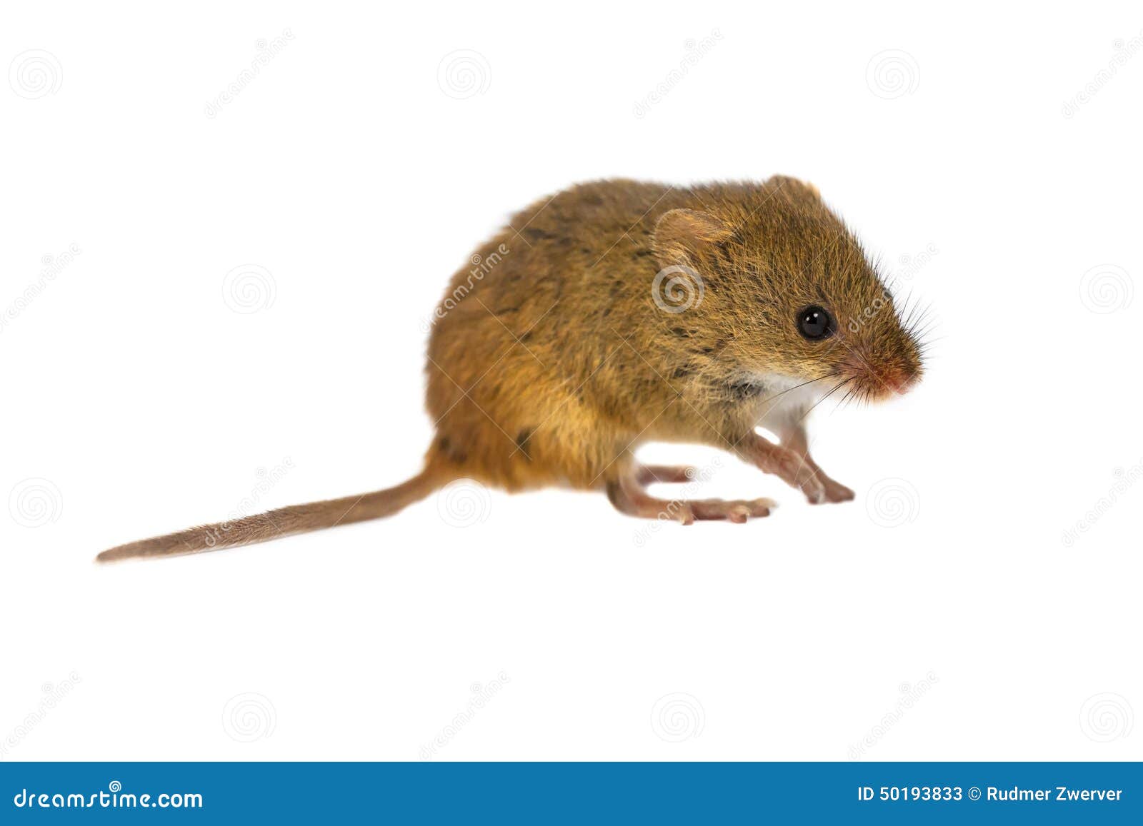 Harvest Mouse on white stock image. Image of background - 50193833