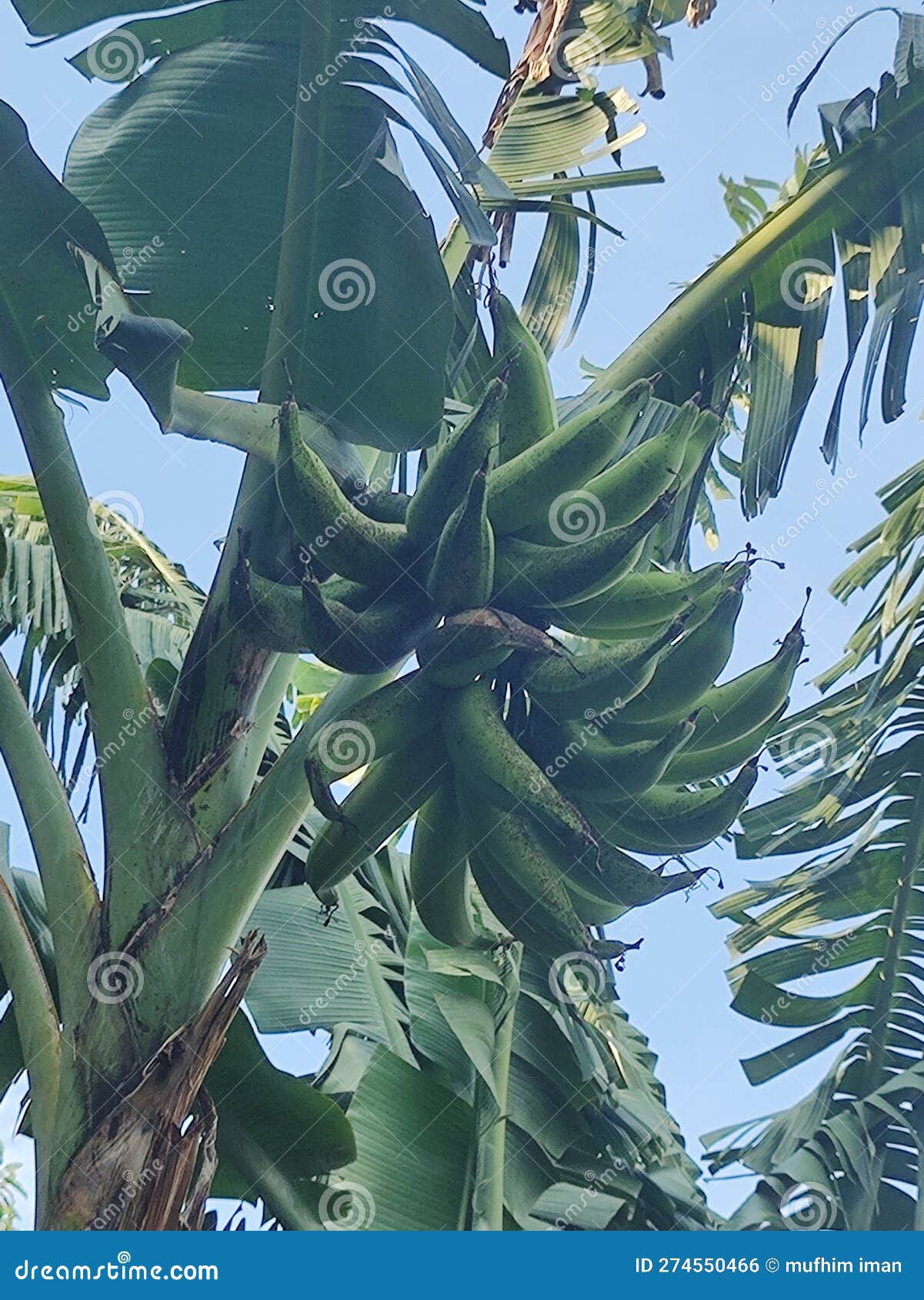Harvest old bananas stock photo. Image of harvest, bananas - 274550466