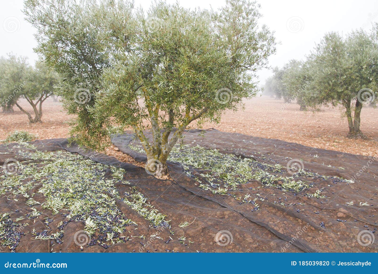 Harvest of Olive Trees in Winter Stock Photo - Image of ancient, olive ...