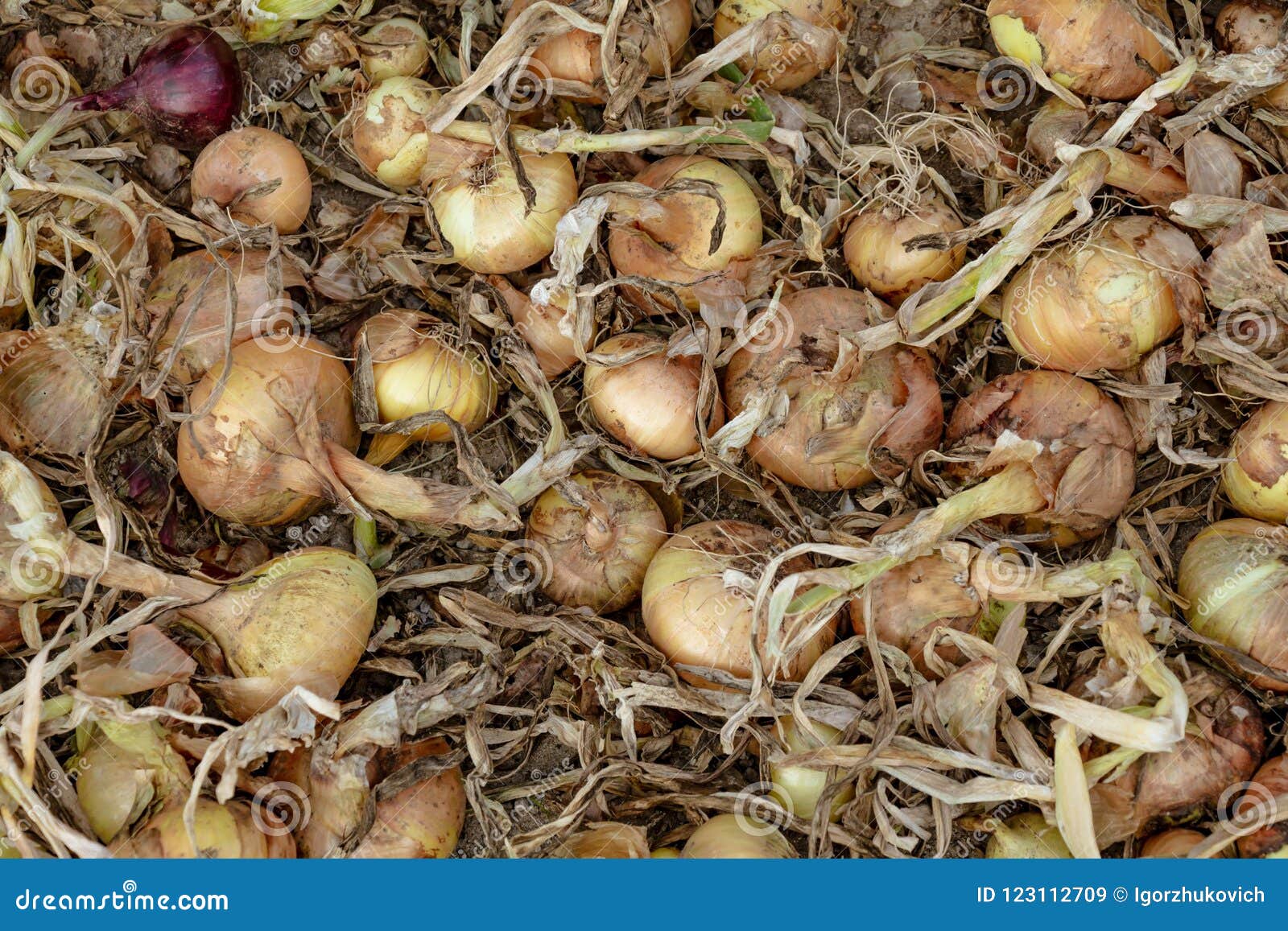 Drying Onion And Pepper On Porch Of Shynok Medieval Ukrainian ...