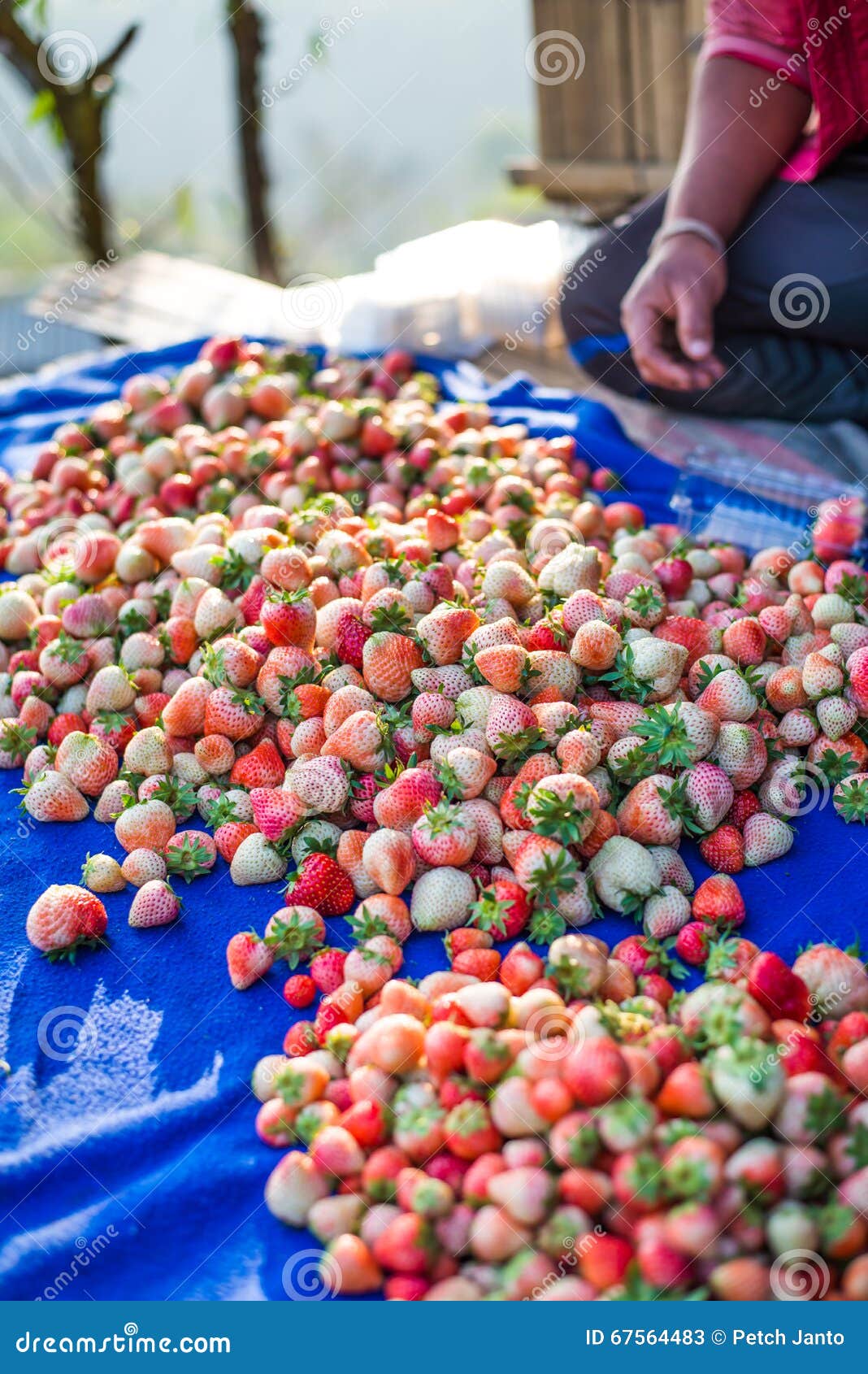 Harvest packing Strawberry stock image. Image of color - 67564483