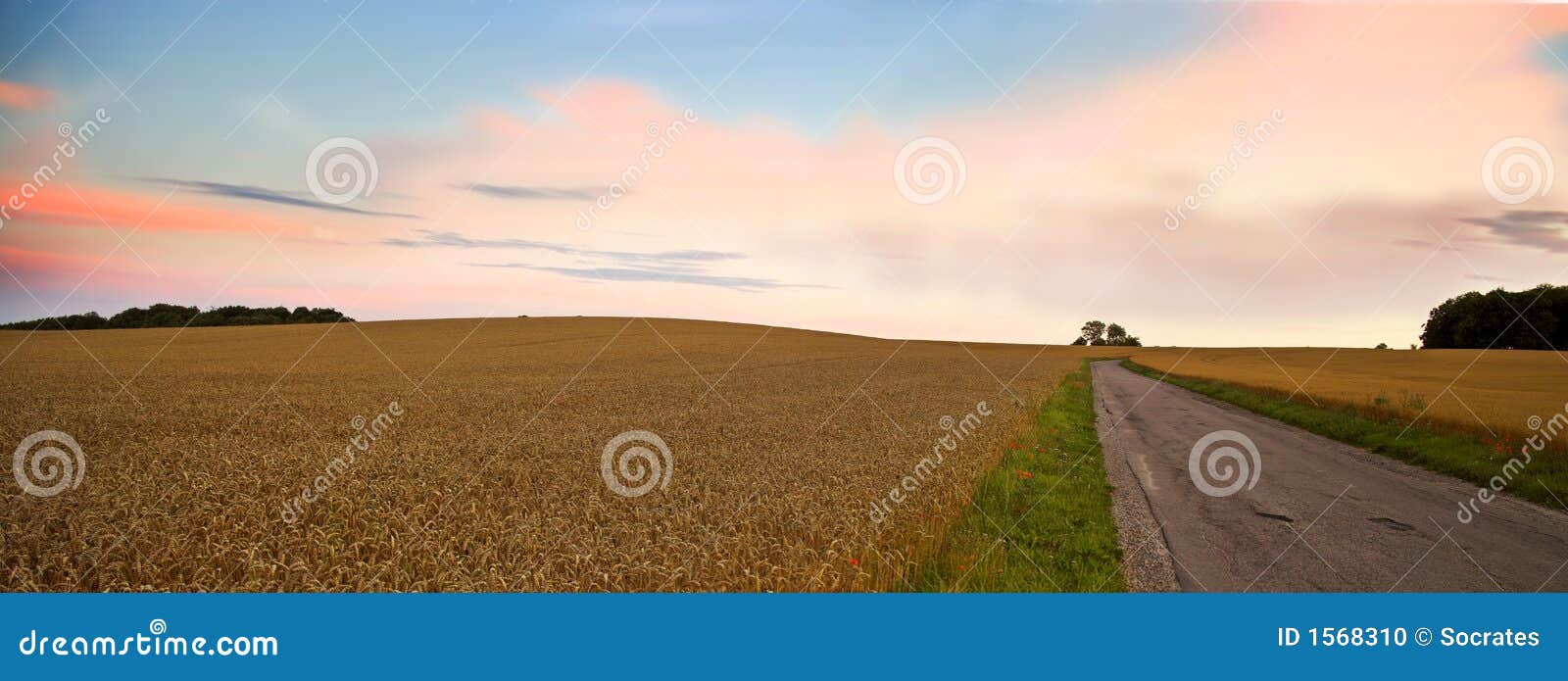 Harvest panorama at sunset stock photo. Image of idyllic - 1568310