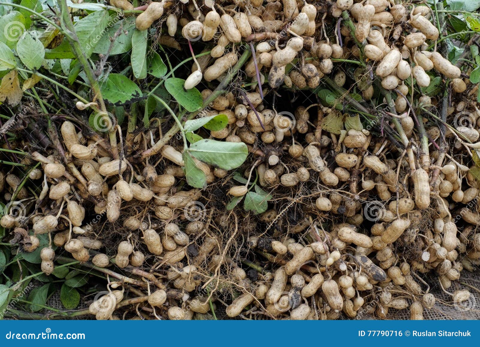 Groundnut Cultivation