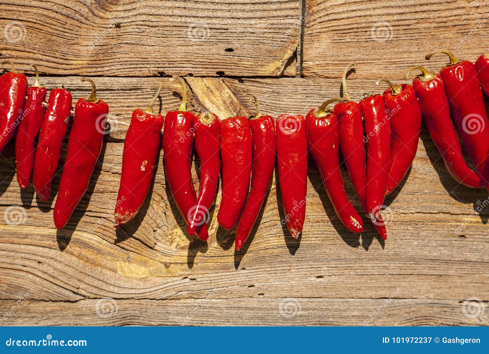Drying peppers in the sun. stock image. Image of cooking - 101972237
