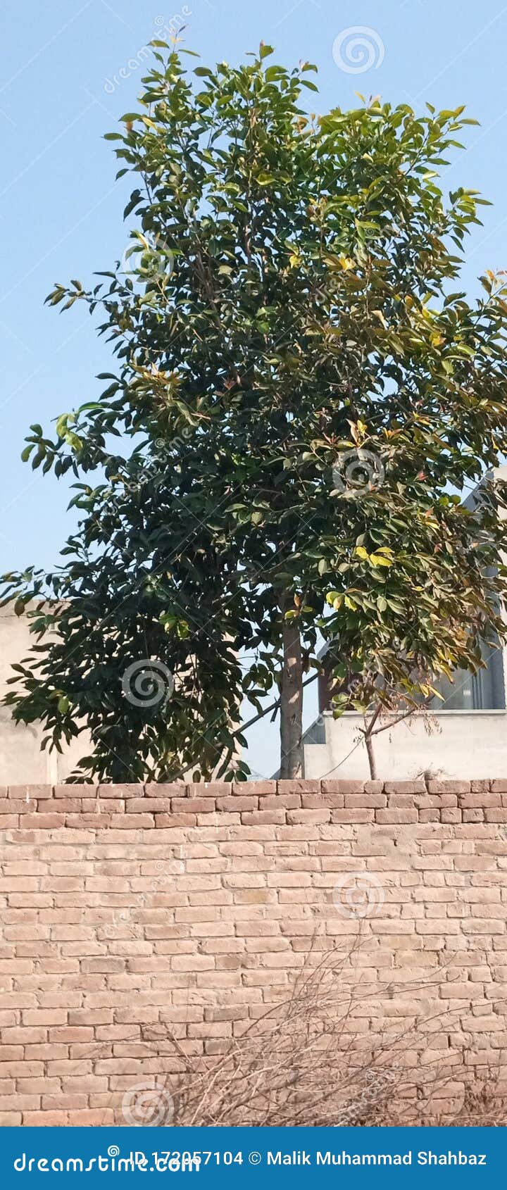 Jambolan Fruit Tree stock photo. Image of folk, applied - 172057104