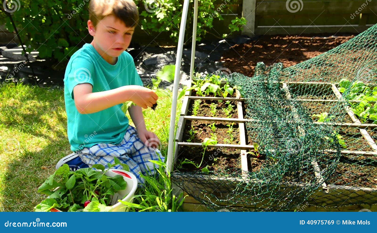 Harvest radish stock video. Video of outdoors, child - 40975769