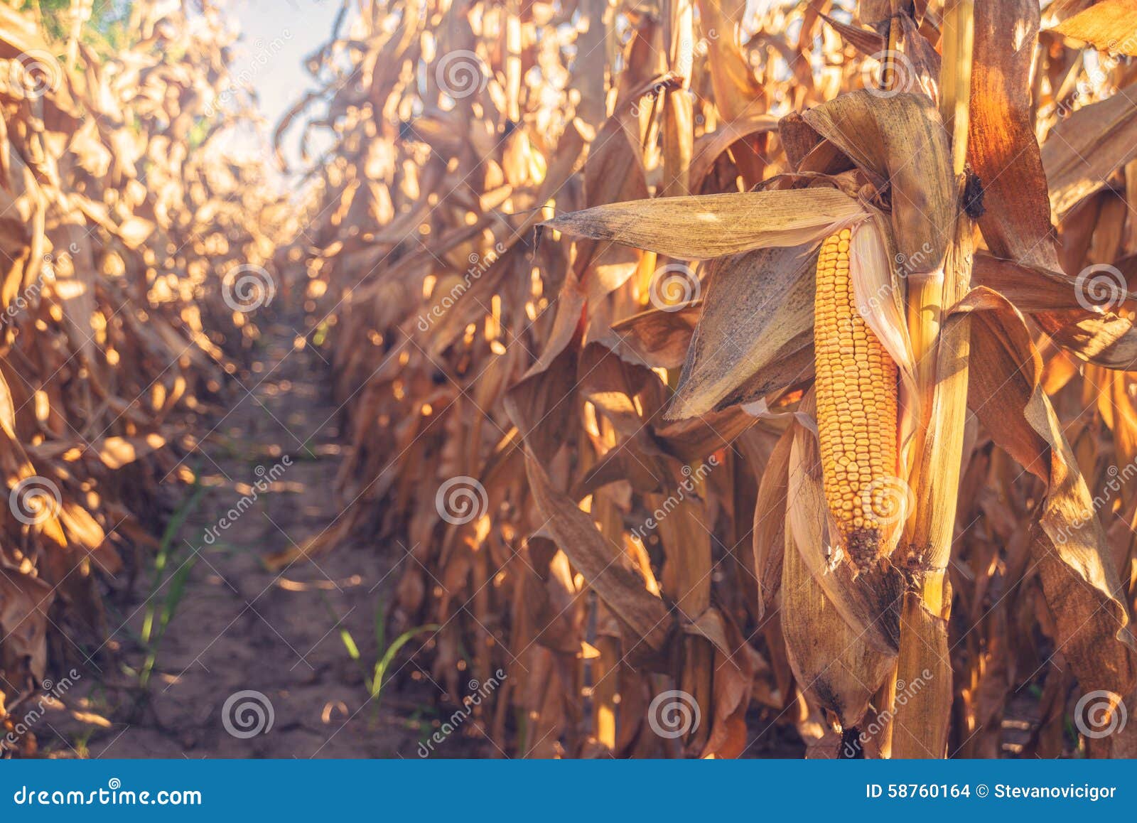 Harvest Ready Corn on Stalk in Maize Field Stock Photo - Image of ...