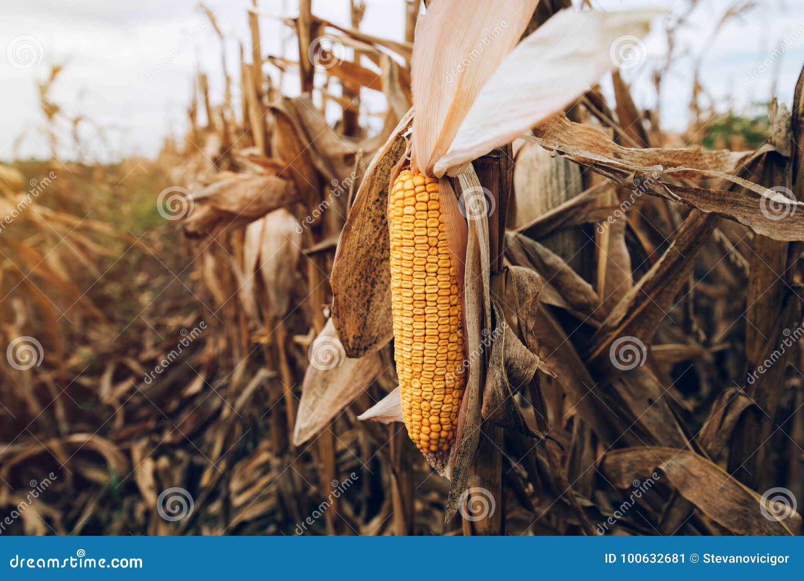Harvest Ready Ripe Corn Maize Cob in Field Stock Image - Image of ... Harvest Ready Ripe Corn Maize Cob in Field Stock Image - Image of ...