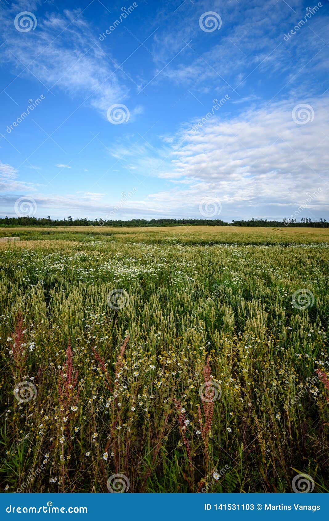 Harvest Ready Wheat Fields in Late Summer Stock Image - Image of person ...